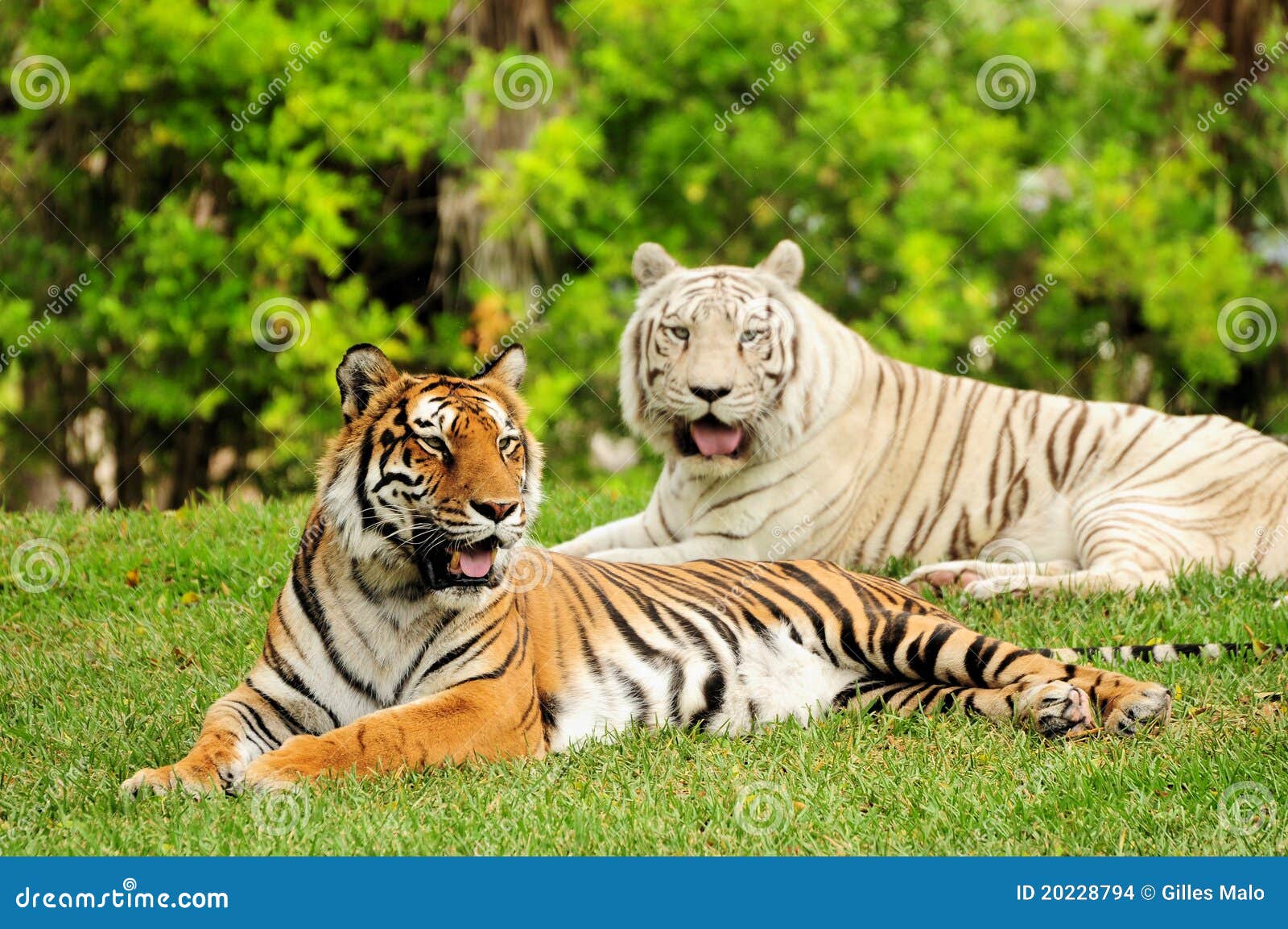 Tigrar arkivfoto. Bild av svart, vild, tiger, tigrar - 20228794