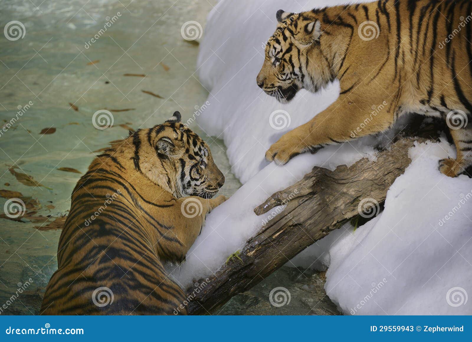 Tigrar fotografering för bildbyråer. Bild av familj, horisontal - 29559943