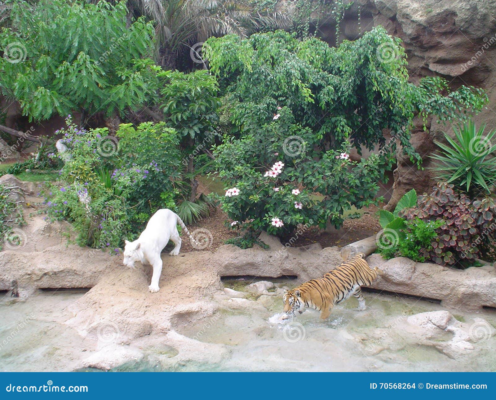 Tigrar arkivfoto. Bild av tigrar, djurliv, vild, lejon - 70568264