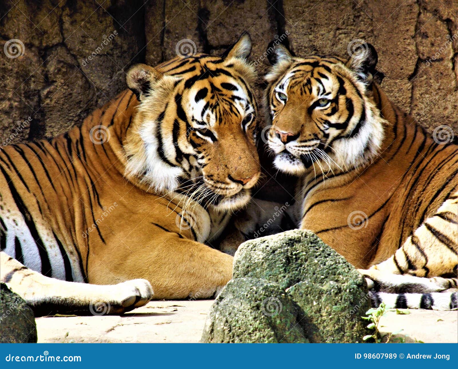 Tigrar fotografering för bildbyråer. Bild av svart, tigrar - 98607989