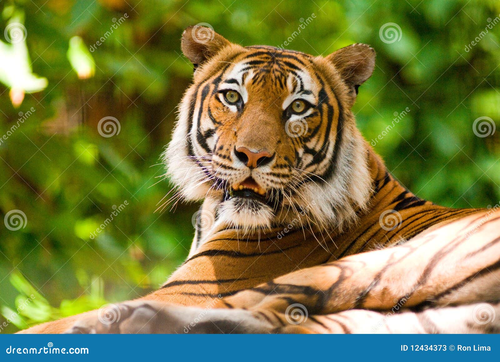 Tigre image stock. Image of prédateur, ombre, nature - 12434373