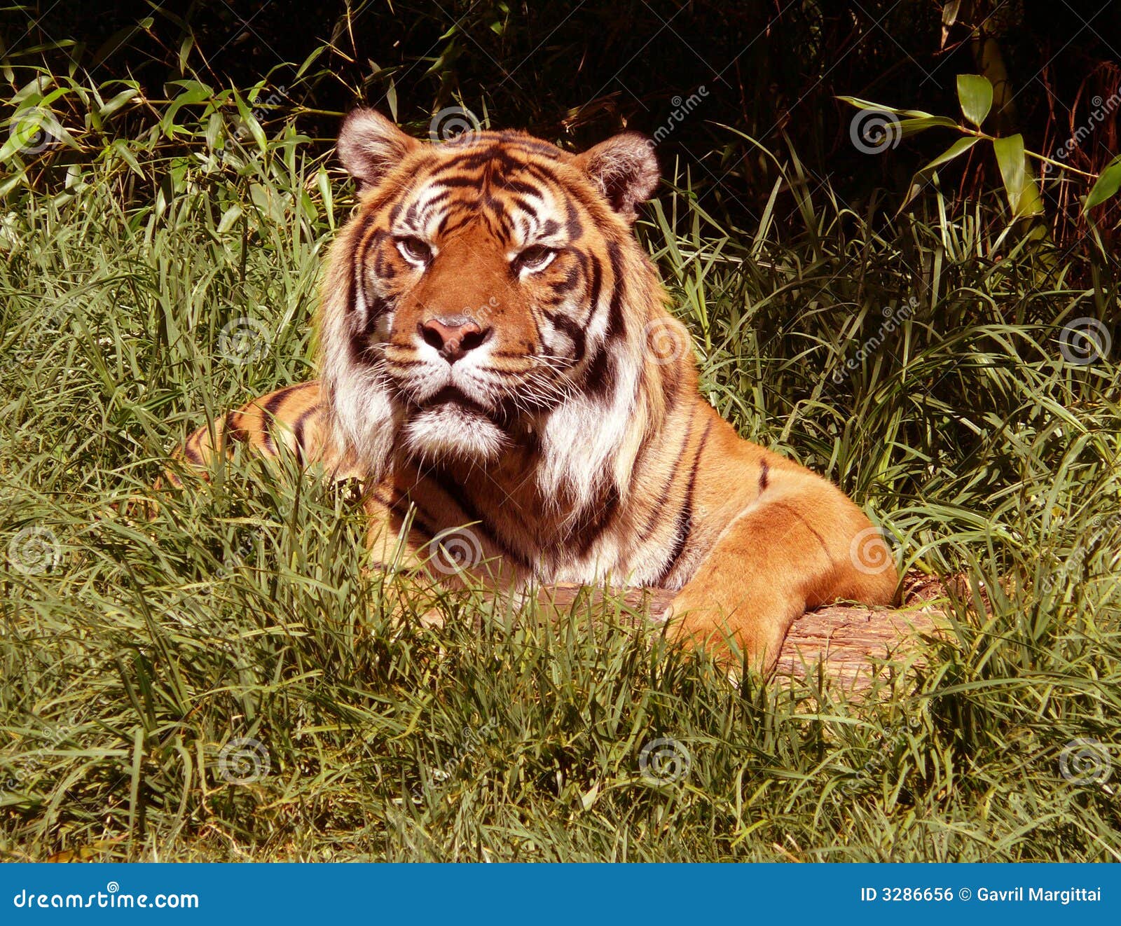 Tigre foto de archivo. Imagen de verde, especie, hierba - 3286656