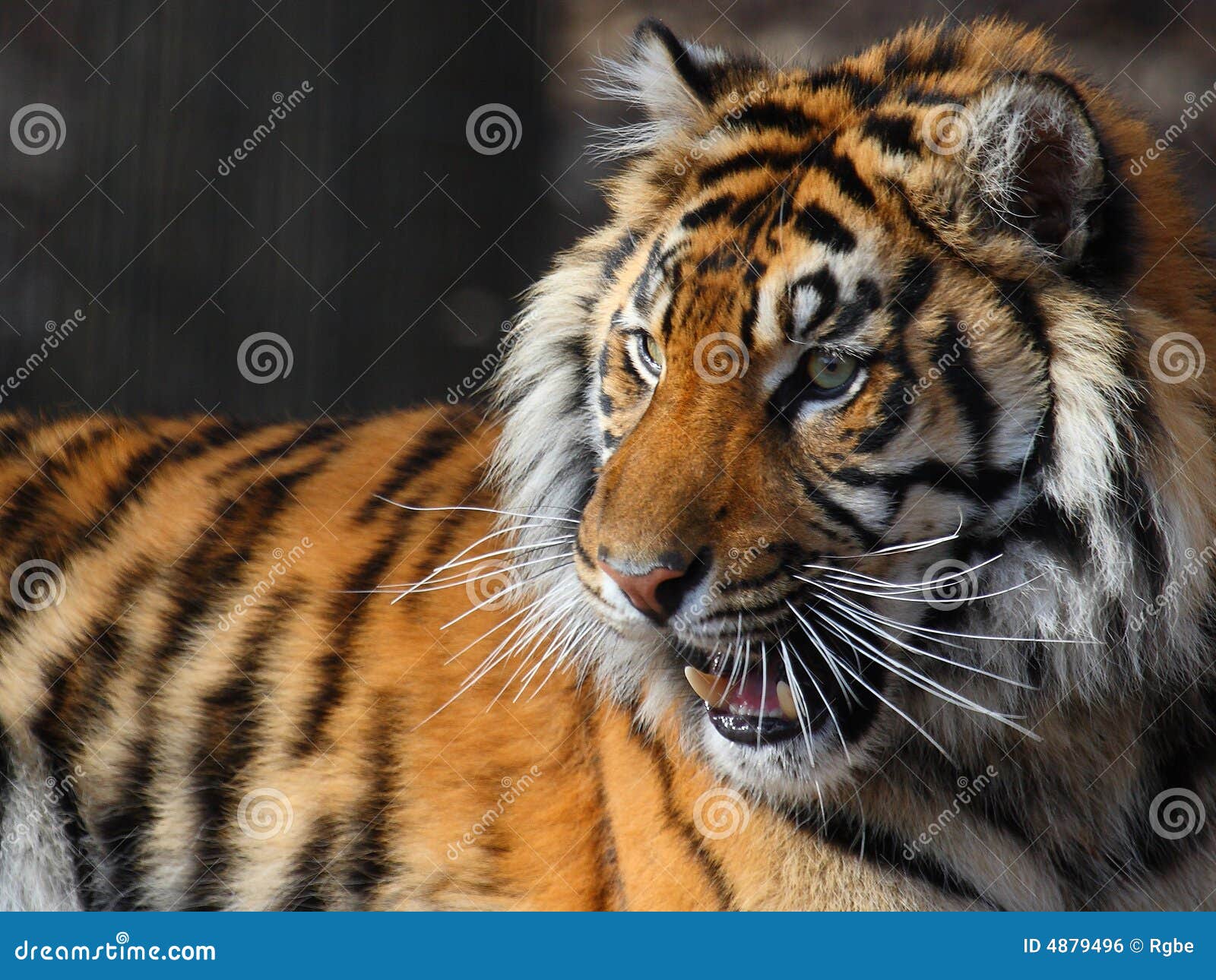 Tigre fotografia stock. Immagine di tigre, natura, animale - 4879496