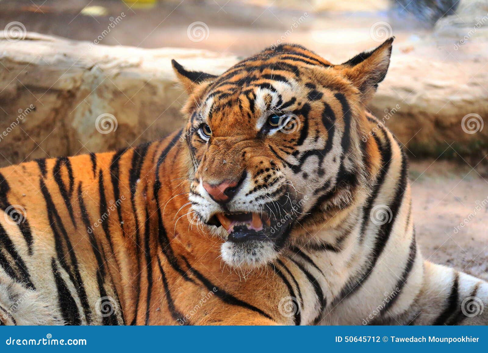 Tigre foto de archivo. Imagen de desdentado, cortocircuito - 50645712