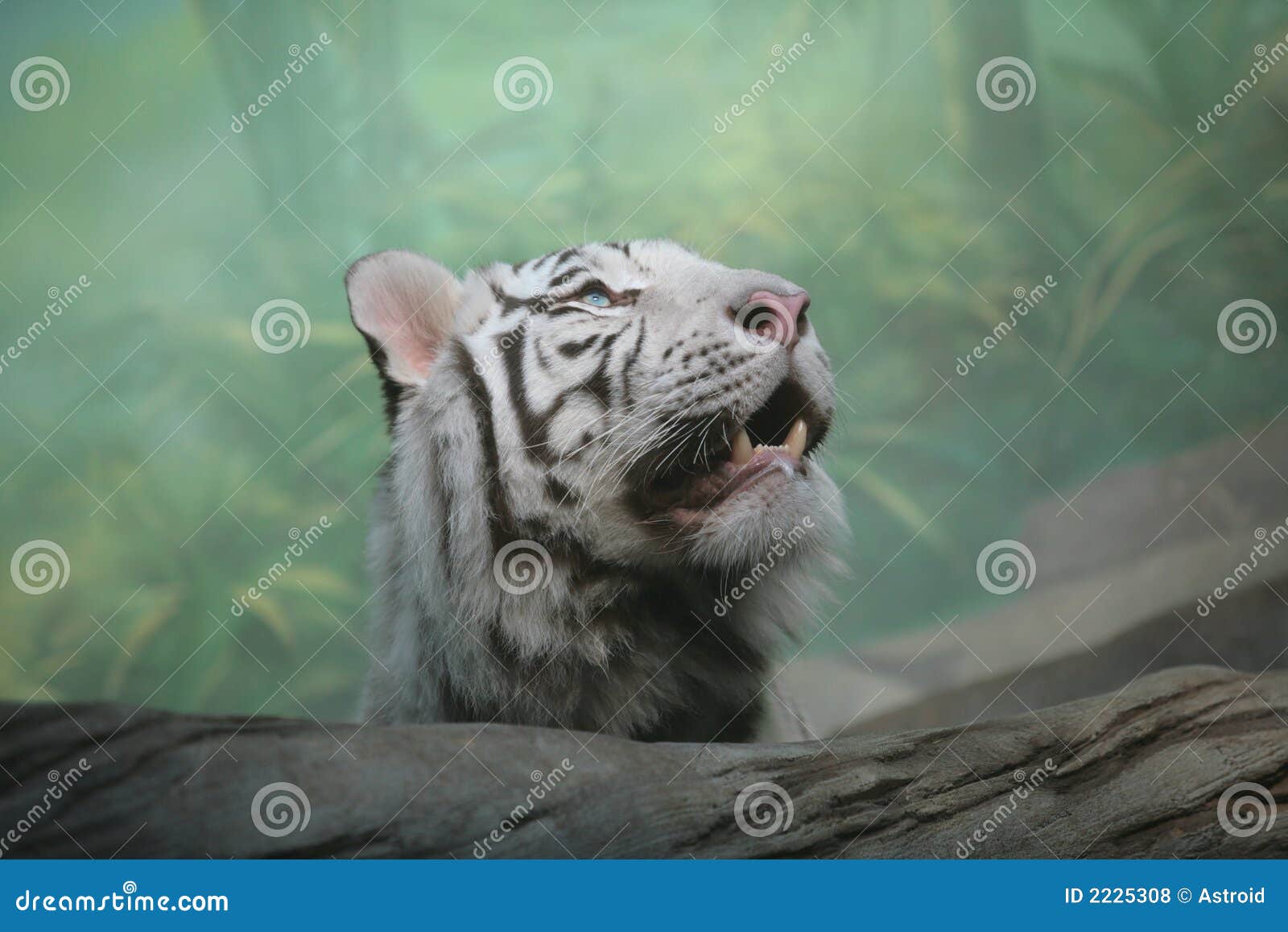 Tigre blanc photo stock. Image du prédateur, grand, inde - 2225308