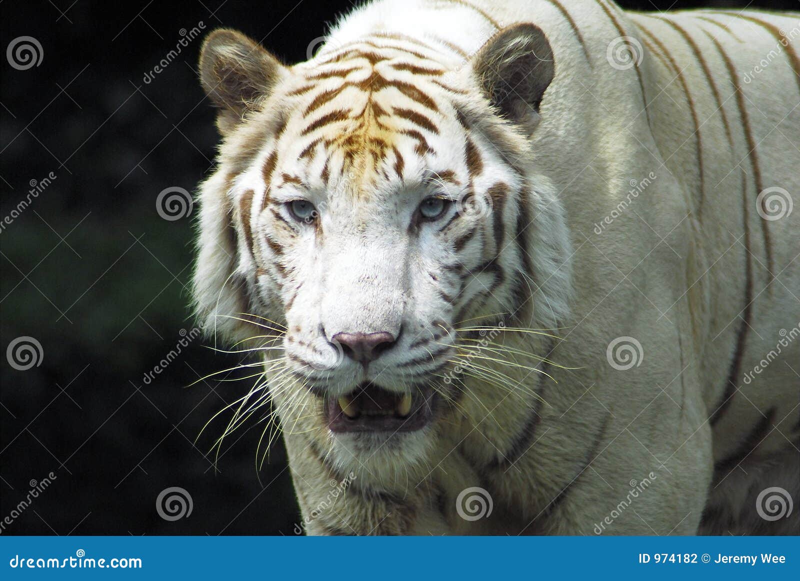 Tigre blanc rare féroce photo stock. Image du bleu, albinos - 974182