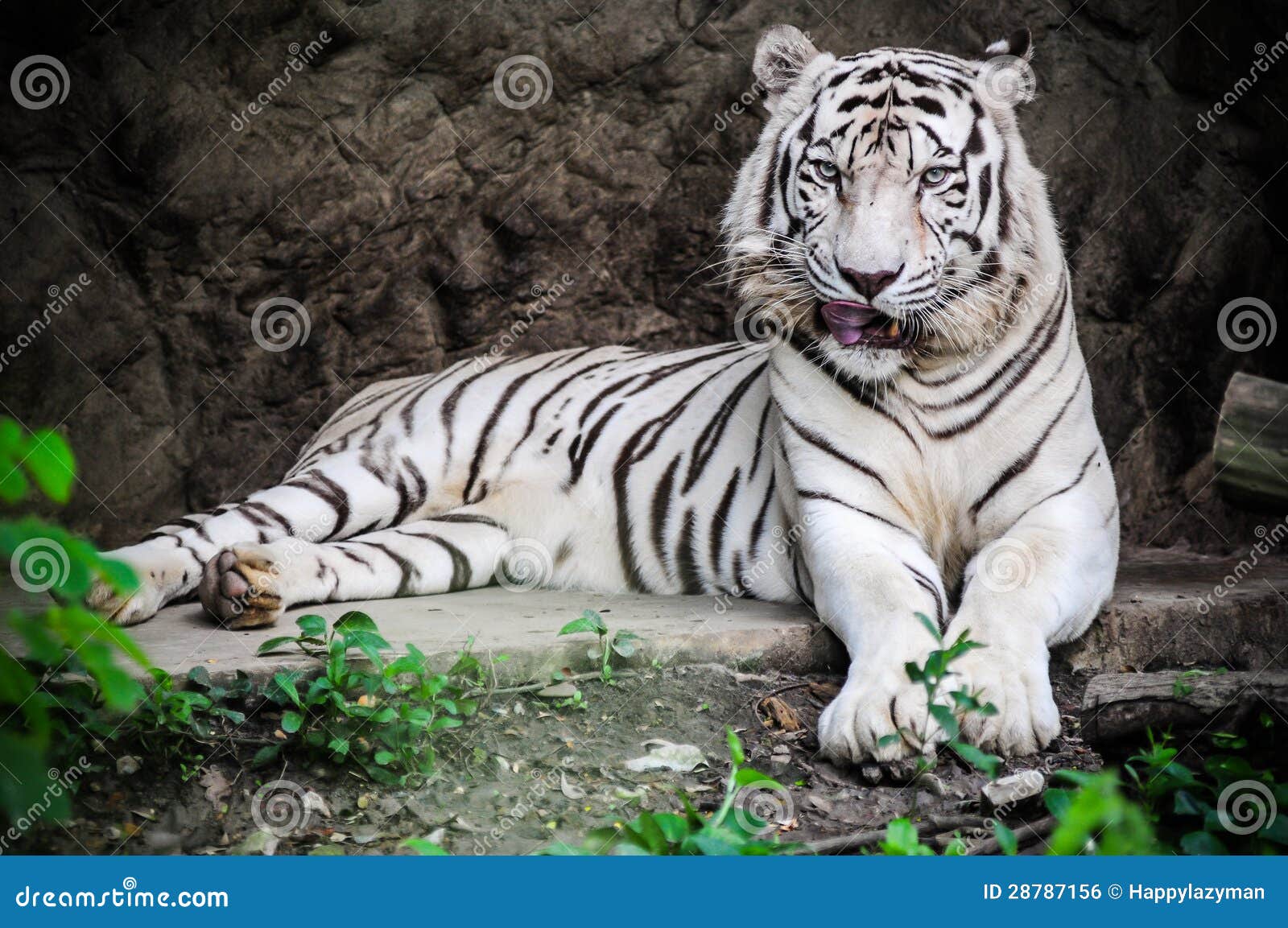 Tigre blanco foto de archivo. Imagen de retrato, asia - 28787156