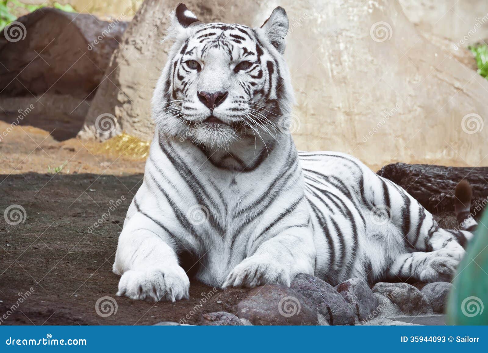 Tigre blanco imagen de archivo. Imagen de grande, rayas - 35944093