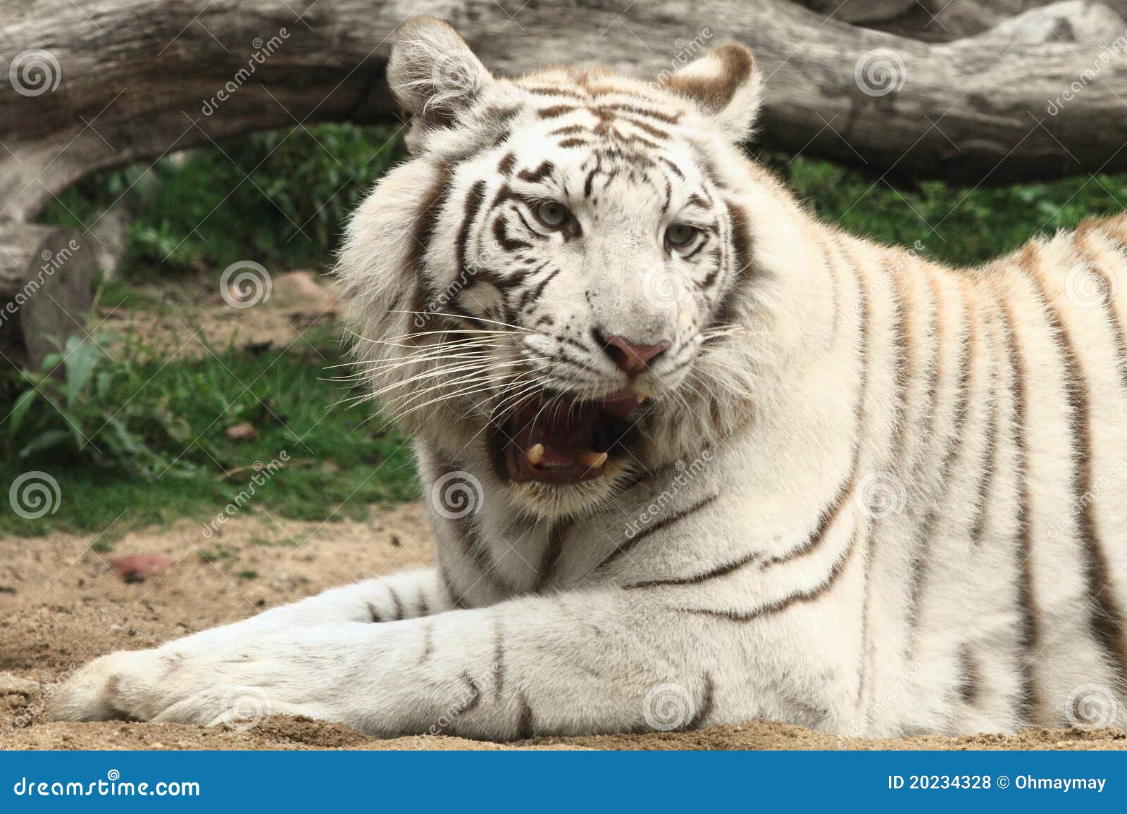 Tigre blanco del rugido foto de archivo. Imagen de grande - 20234328