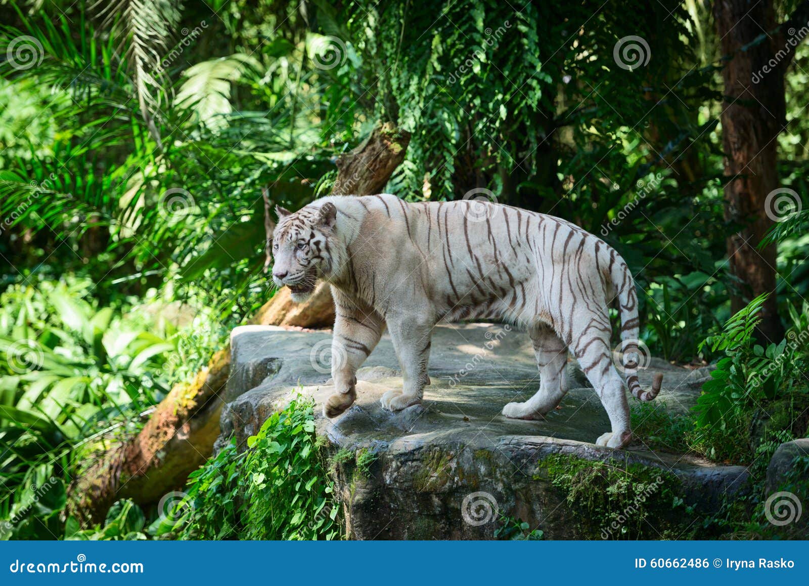 Tigre Blanco En Bosque Tropical Verde Foto de archivo - Imagen de ...