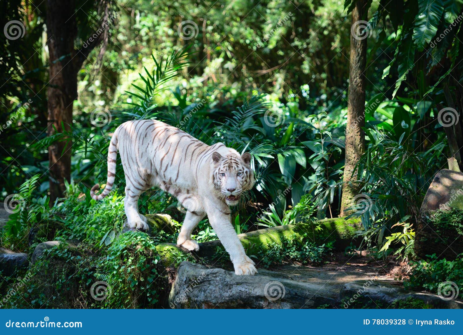 Tigre Blanco En Bosque Tropical Verde Foto de archivo - Imagen de ...