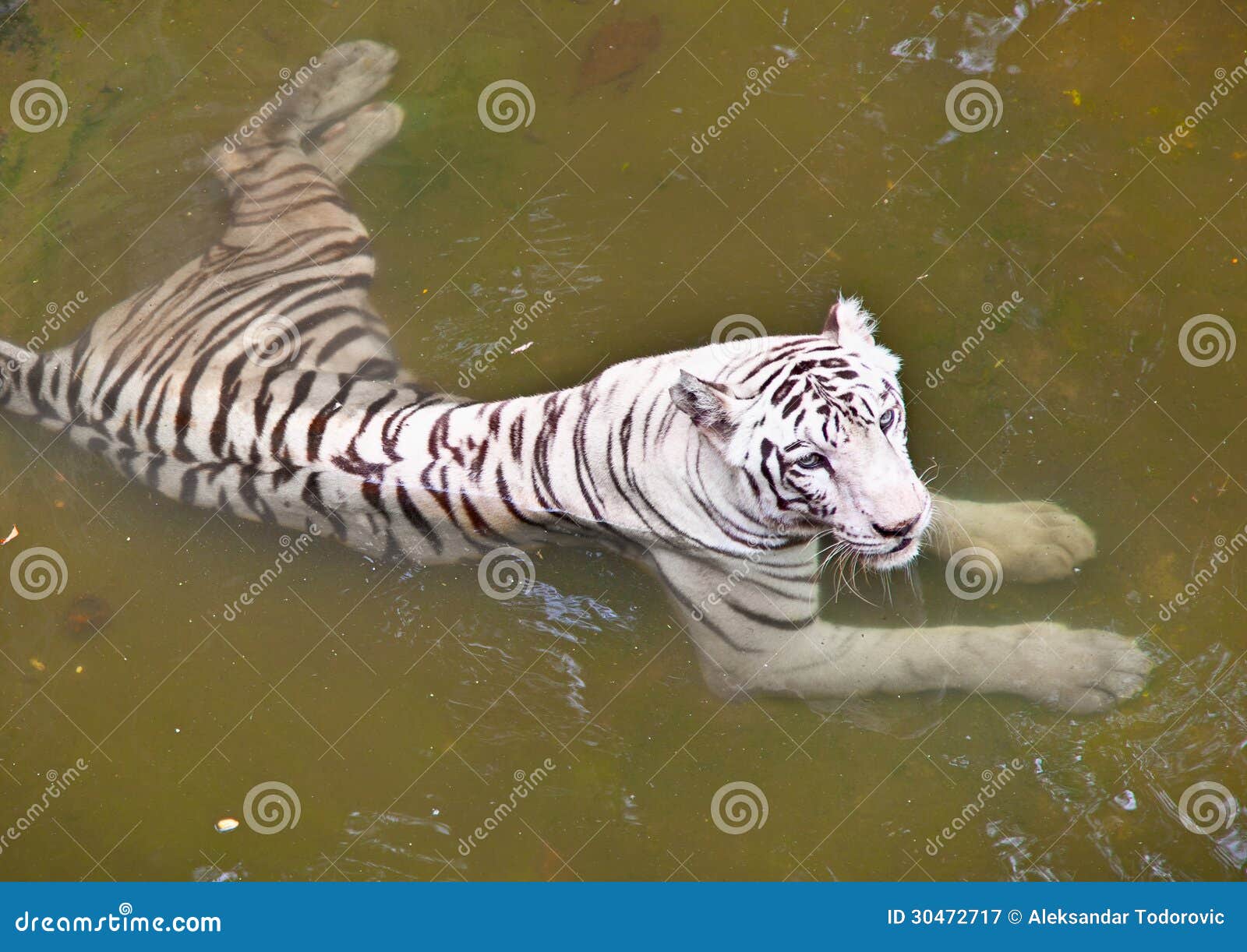 Tigre Blanco En El Agua, Java, Indonesia. Imagen de archivo - Imagen de ...