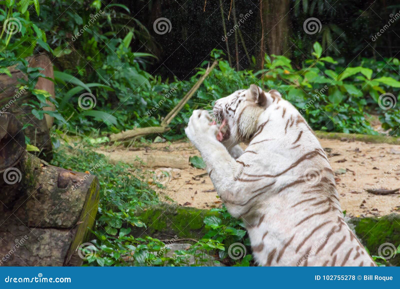 Tigre Blanco Comiendo