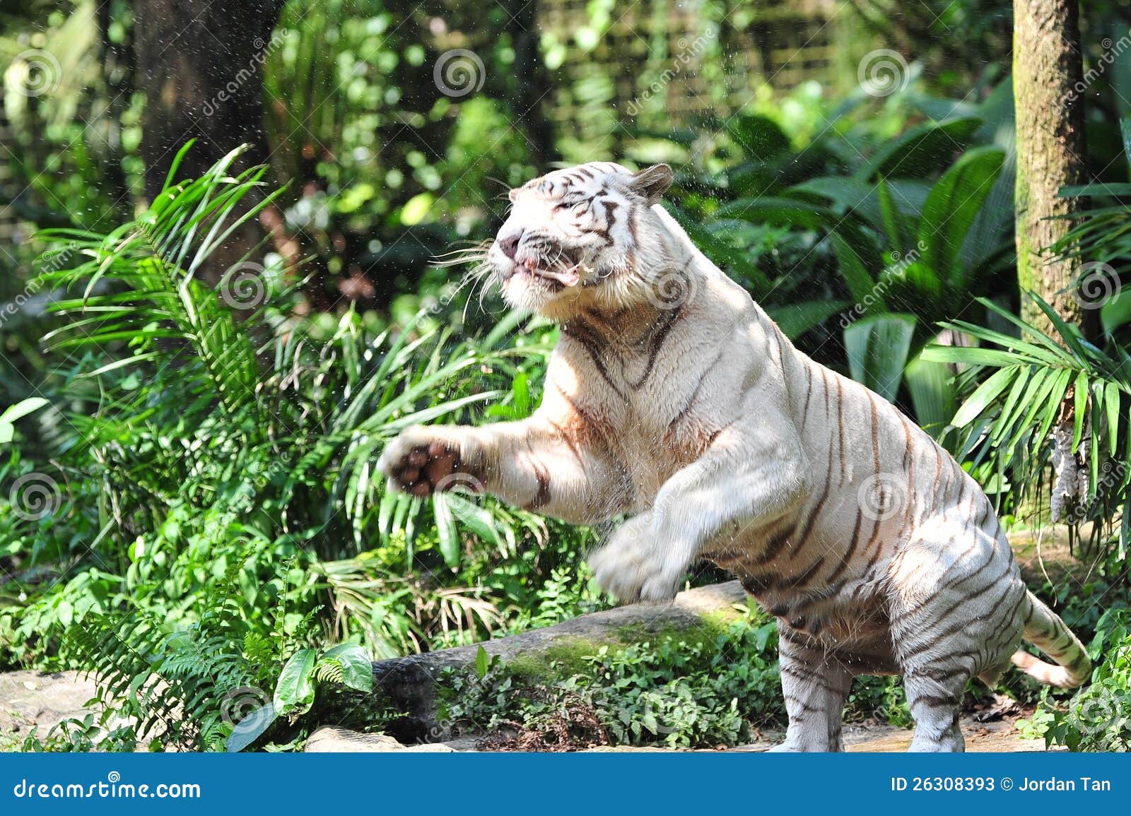 Tigre Blanco Raro De Bengala Que Coge Su Comida Imagen de archivo ...