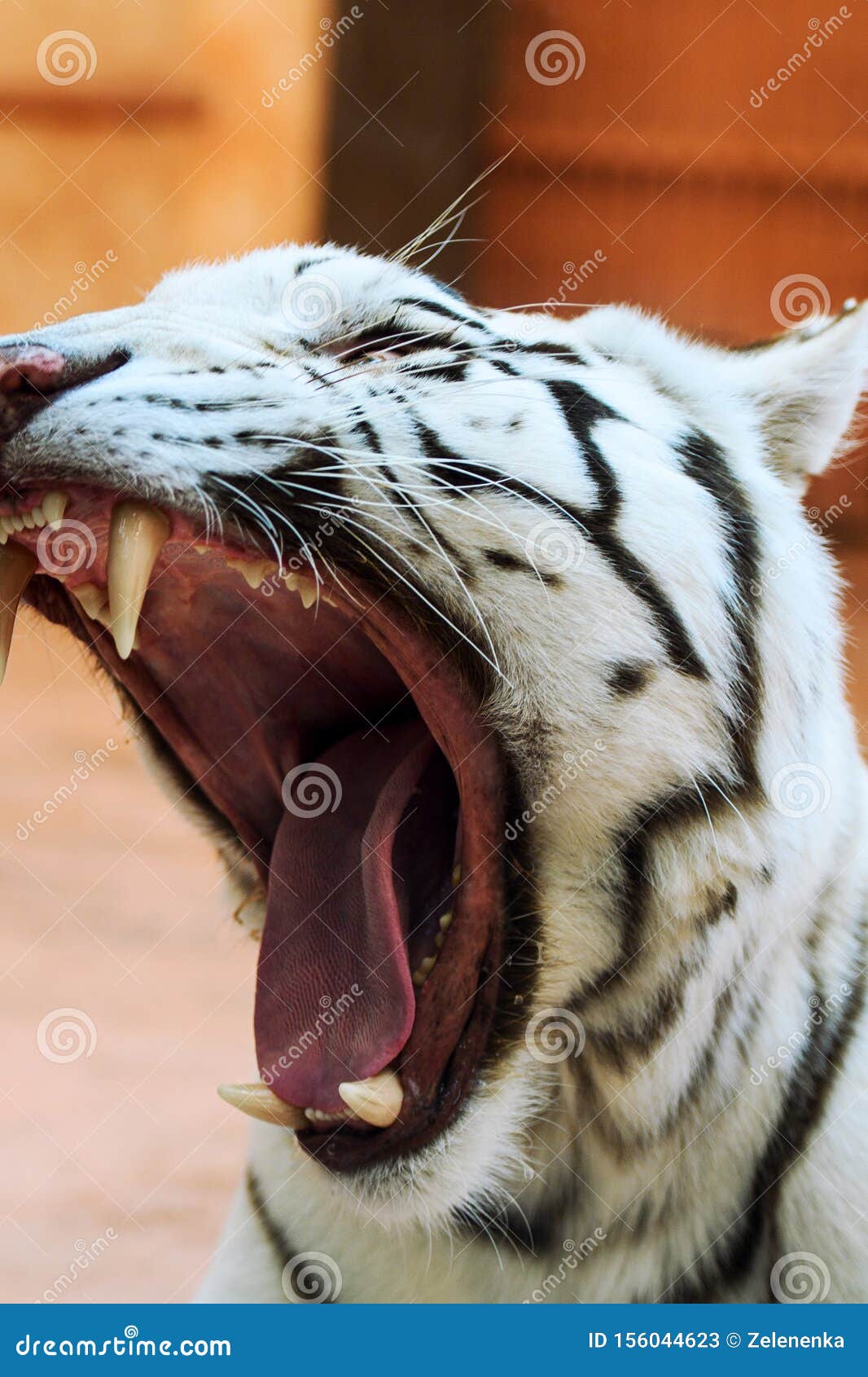 Tigre De Bengala Blanco Rugiendo