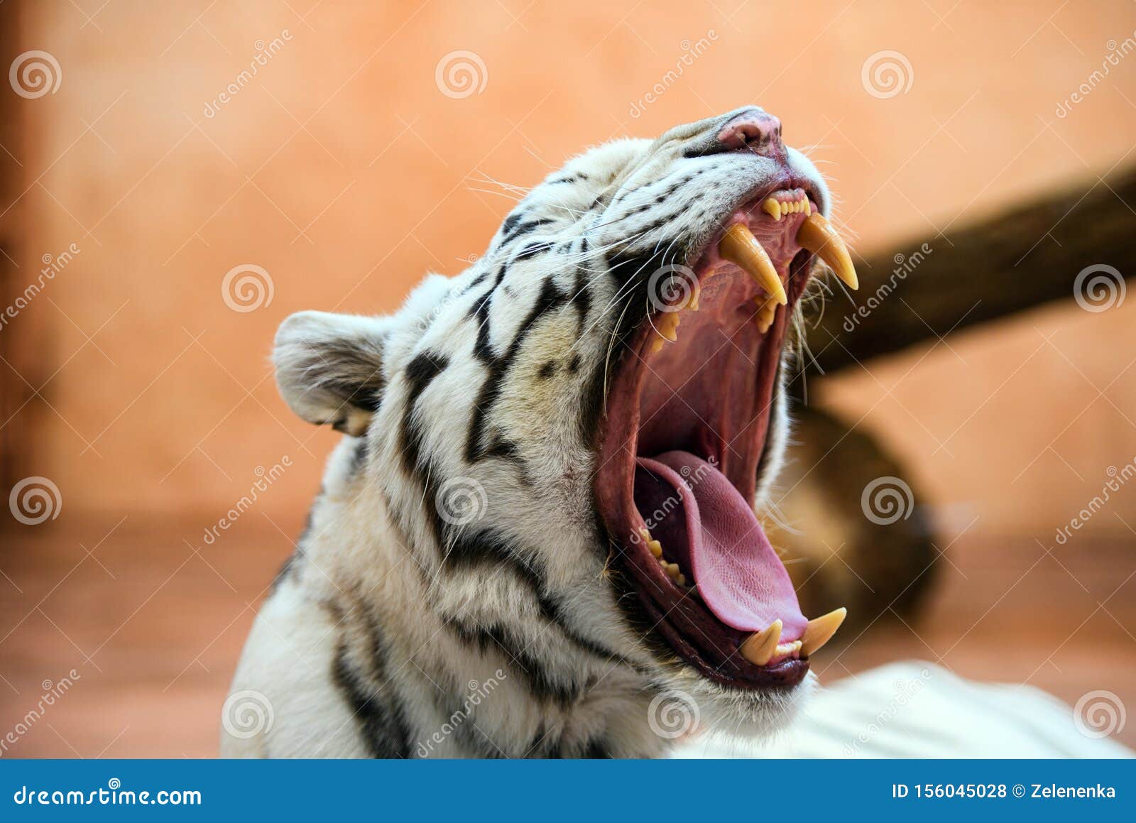 Tigre blanco rugiendo foto de archivo. Imagen de fondo - 156045028