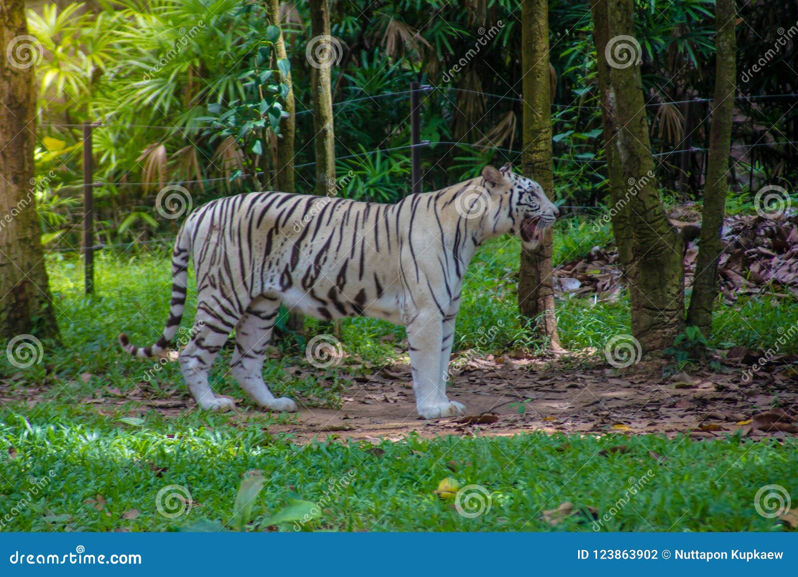 Tigre branco foto de stock. Imagem de animais, grande - 123863902