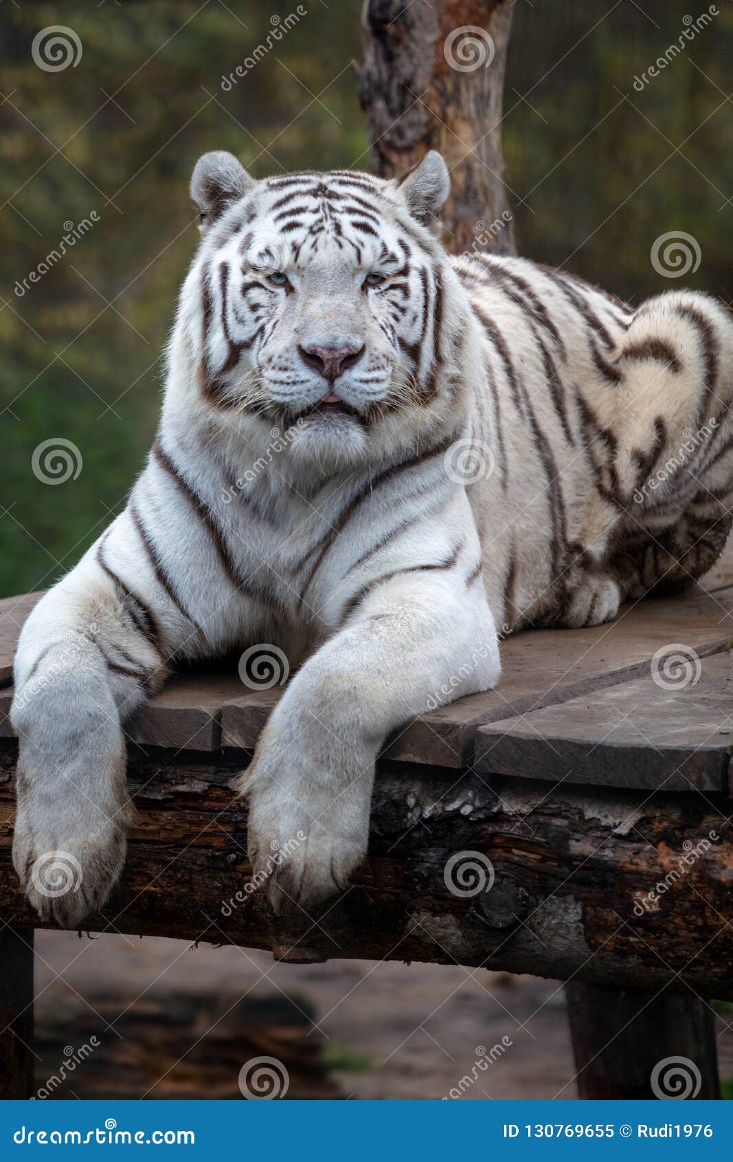 Tigre branco imagem de stock. Imagem de selvagem, animal - 130769655
