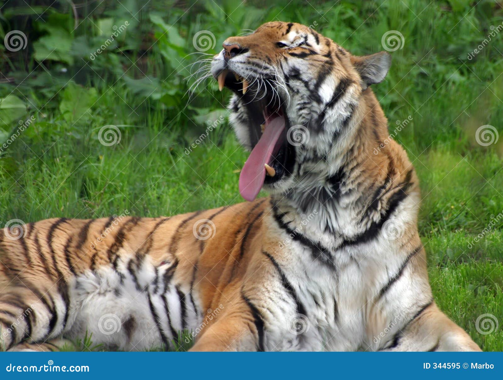 Tigre che sbadiglia immagine stock. Immagine di bestia - 344595