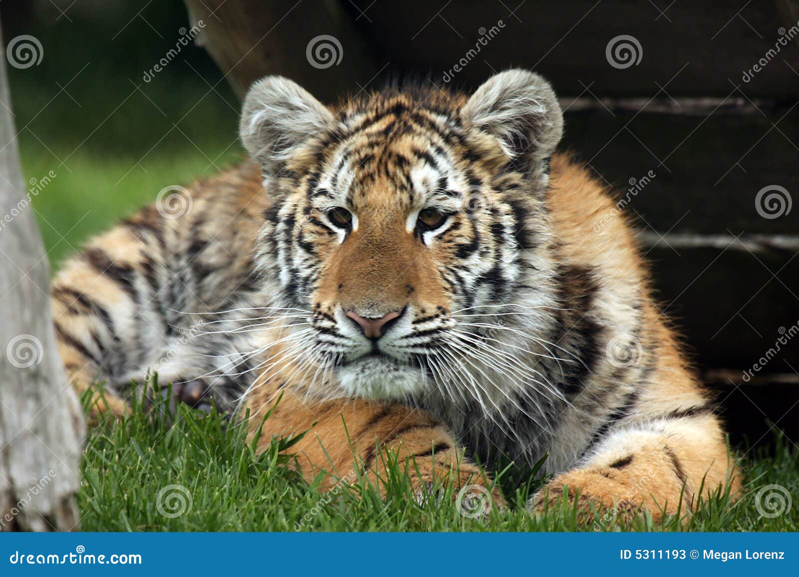 Tigre Cub curieux image stock. Image du animal, endangered - 5311193