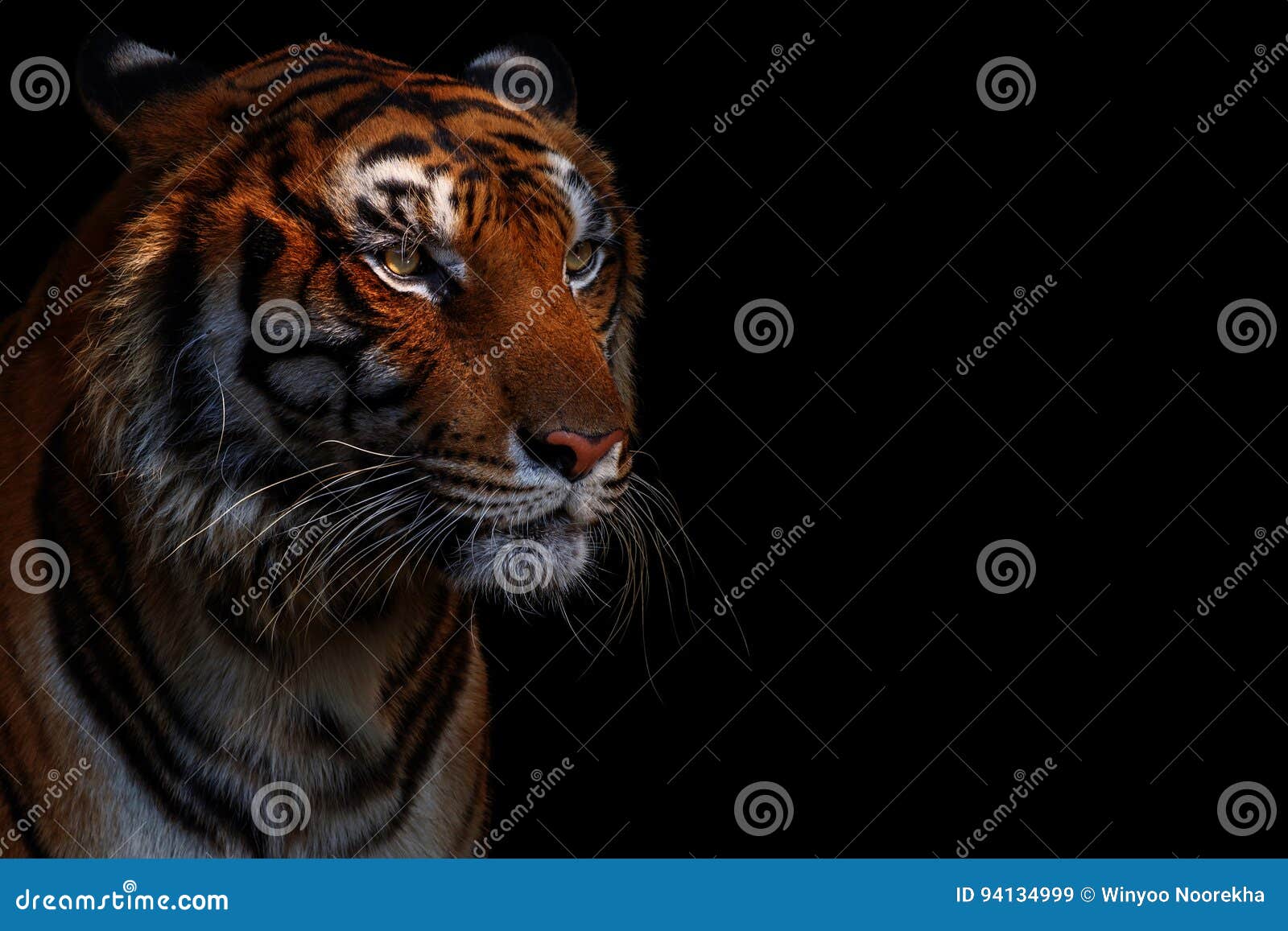 Tigre Noir Stock Photos - Royalty Free Stock Images
