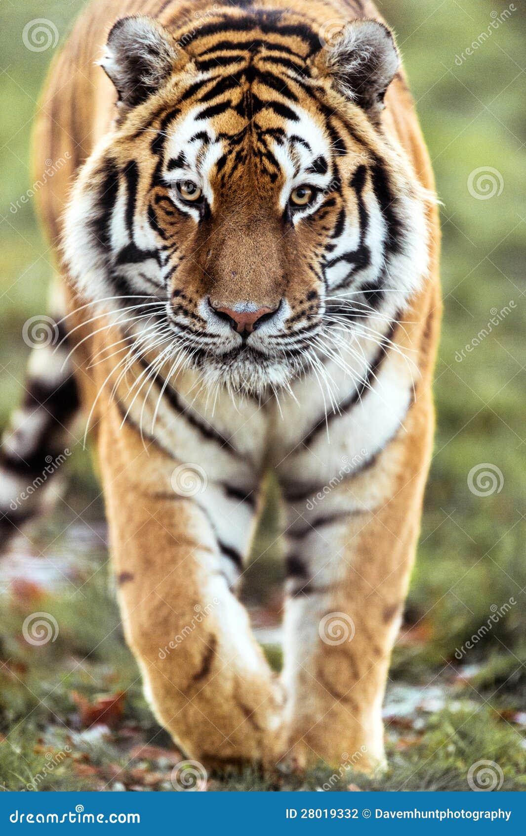 Tigre de acecho foto de archivo. Imagen de cazador, gato - 28019332