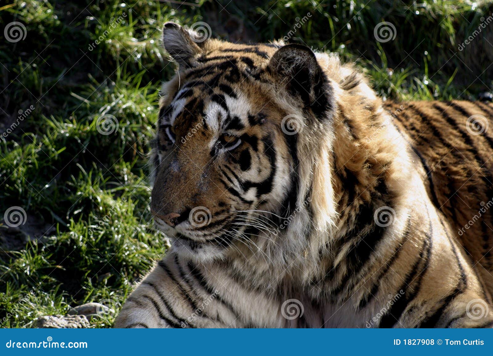 Tigre De Amur Imagen. Imagen: 1827908