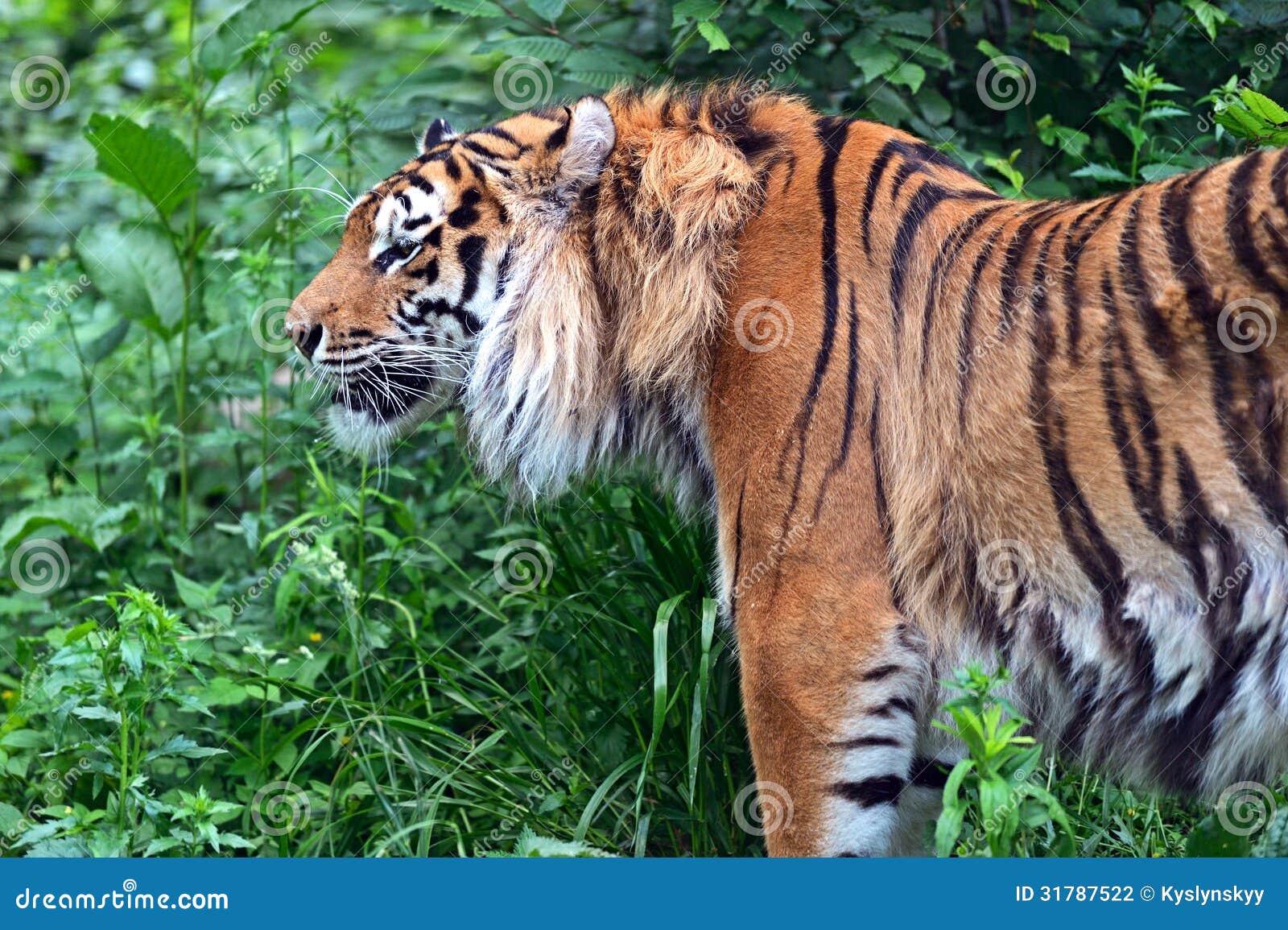 Tigre de Amur foto de archivo. Imagen de prudente, joven - 31787522