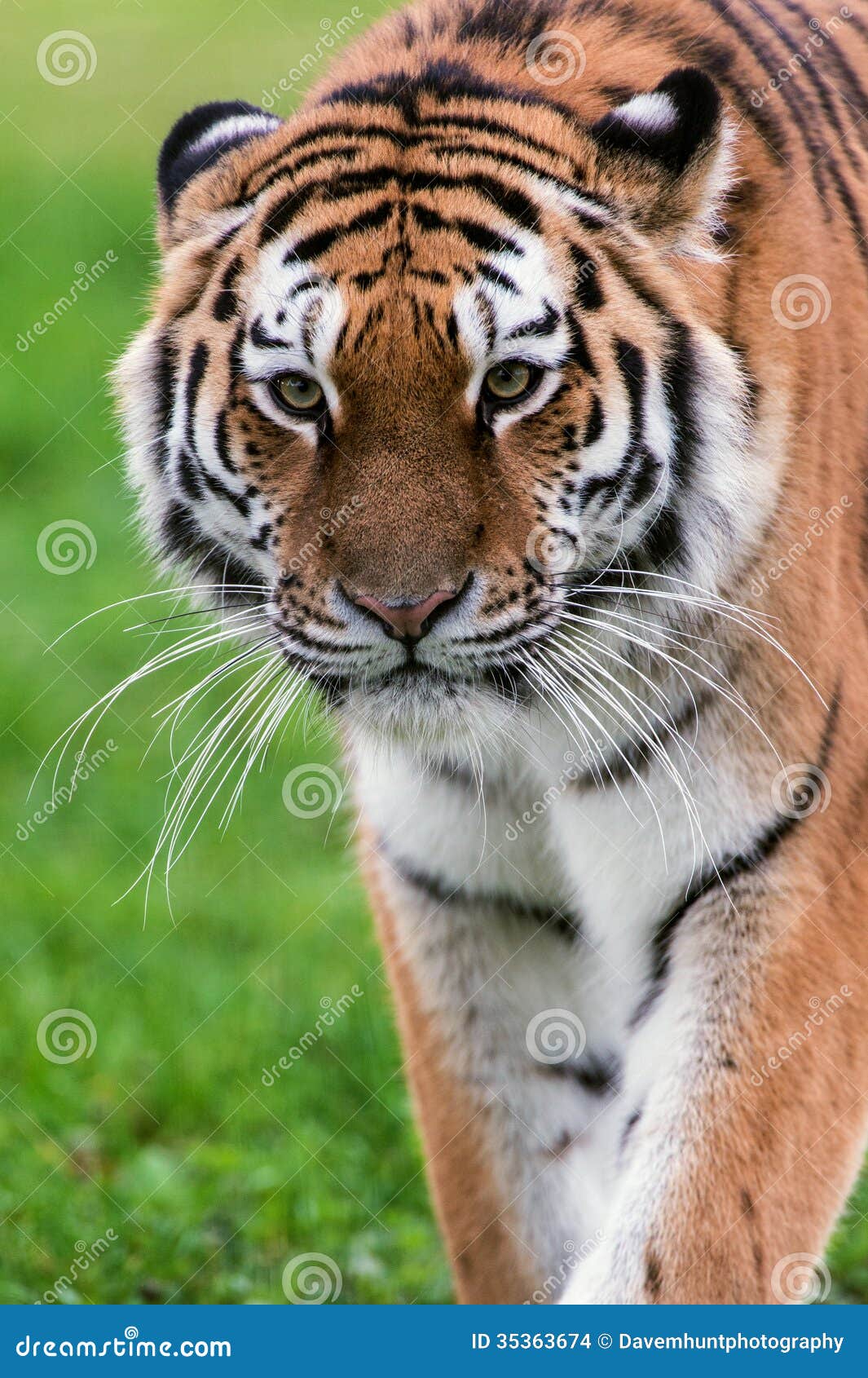 Tigre de Amur foto de archivo. Imagen de rayado, amenazado - 35363674