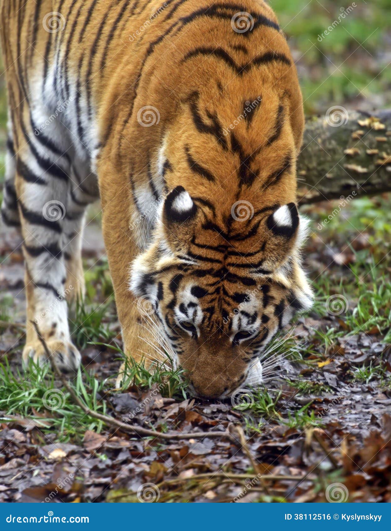 Tigre de Amur foto de archivo. Imagen de peligroso, depredadores - 38112516
