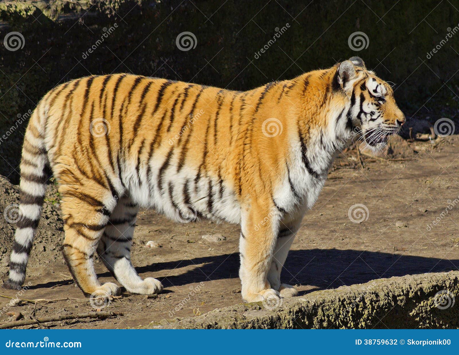 Tigre de Amur. foto de archivo. Imagen de standing, endangered - 38759632