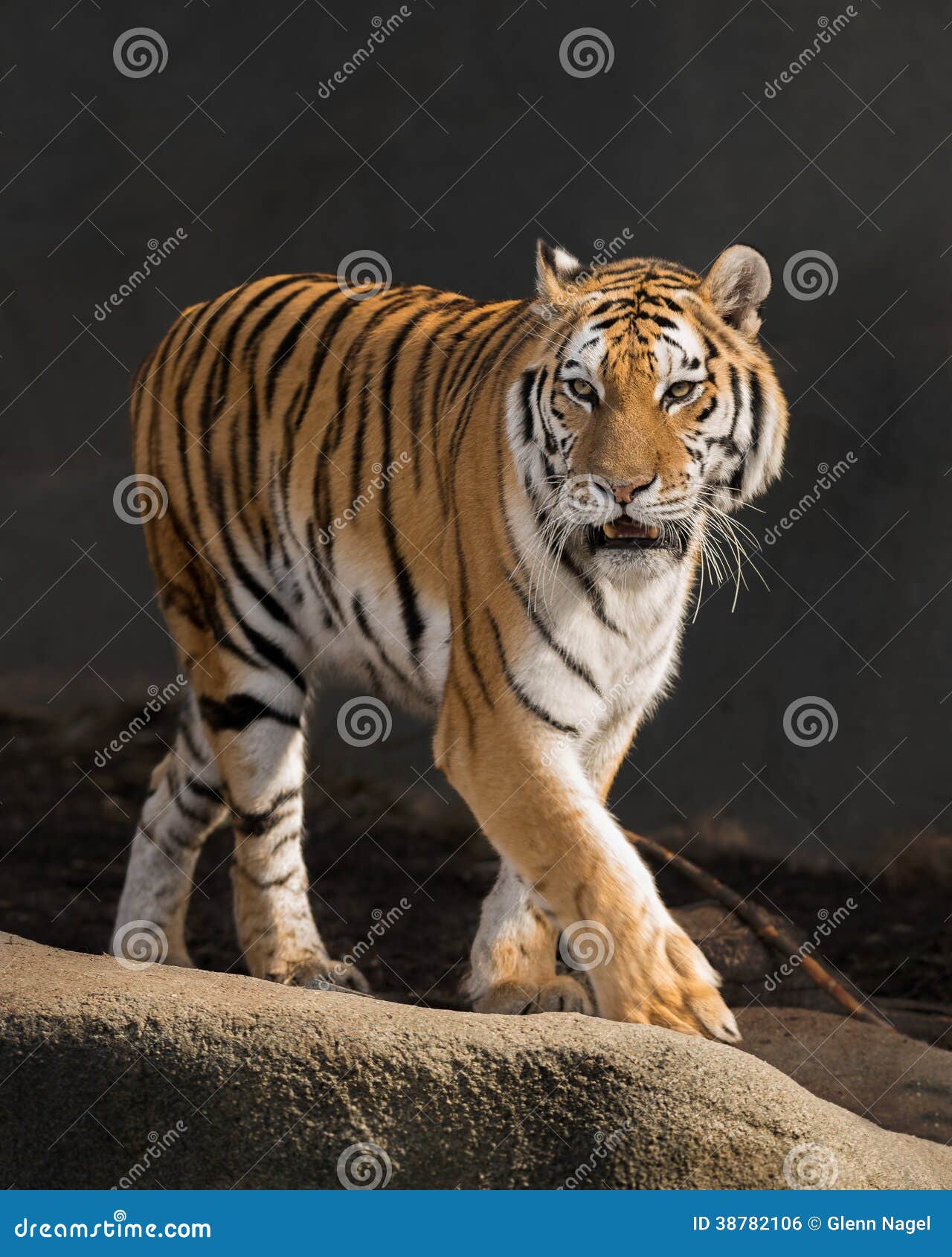 Tigre de Amur foto de archivo. Imagen de hembra, nadie - 38782106