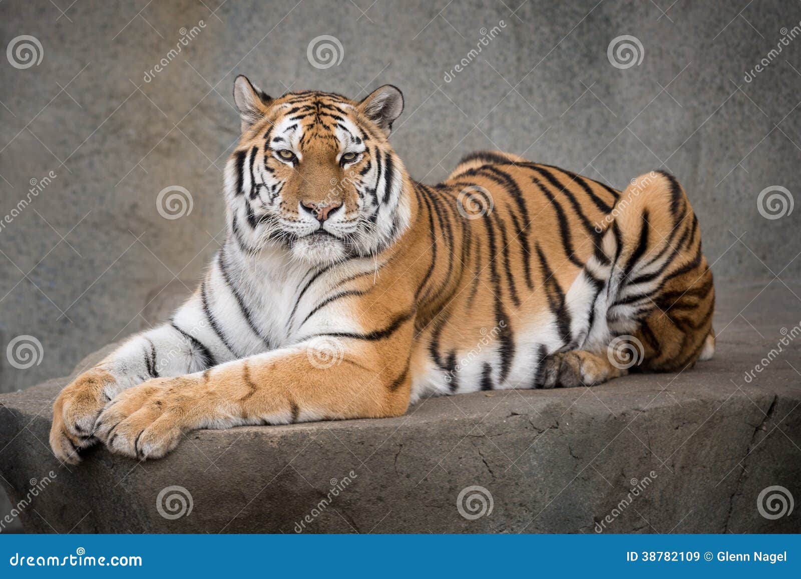 Tigre de Amur imagen de archivo. Imagen de rayas, nadie - 38782109