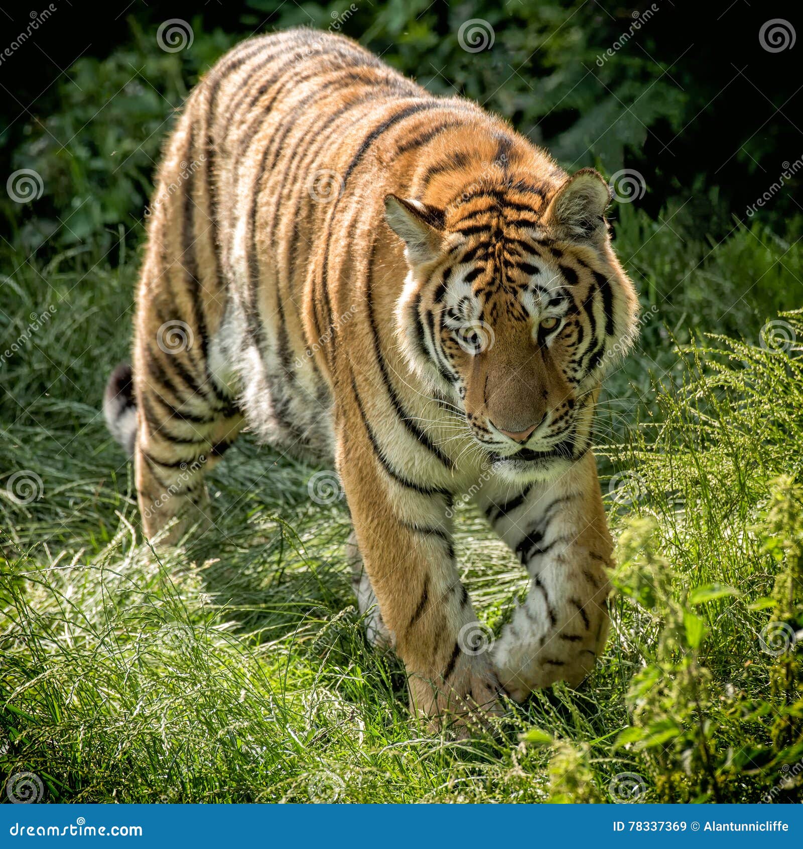 Tigre de Amur imagem de stock. Imagem de naughty, amur - 78337369