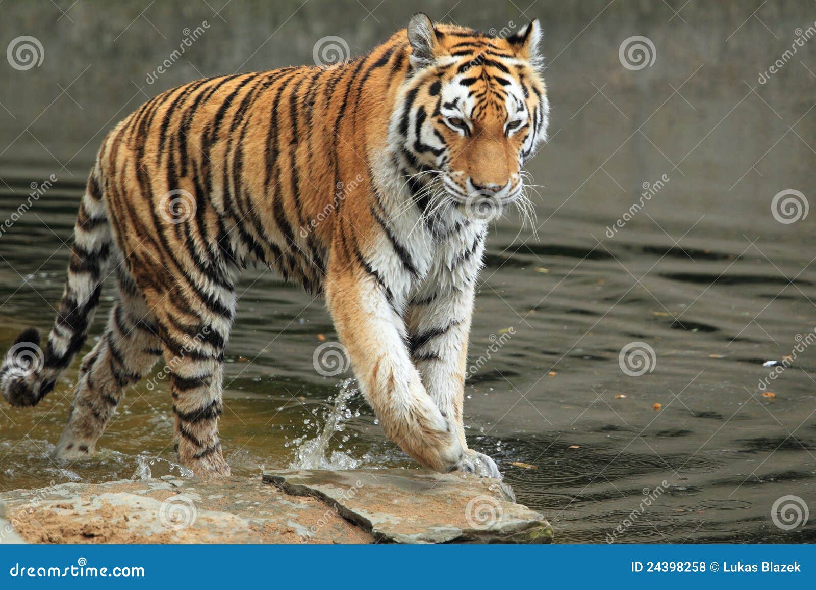 Tigre de Amur en agua foto de archivo. Imagen de inmoralidad - 24398258