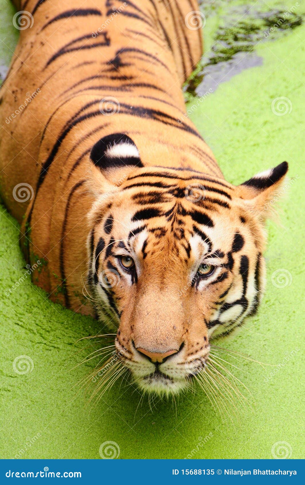 Tigre de Bengal real imagem de stock. Imagem de algas - 15688135