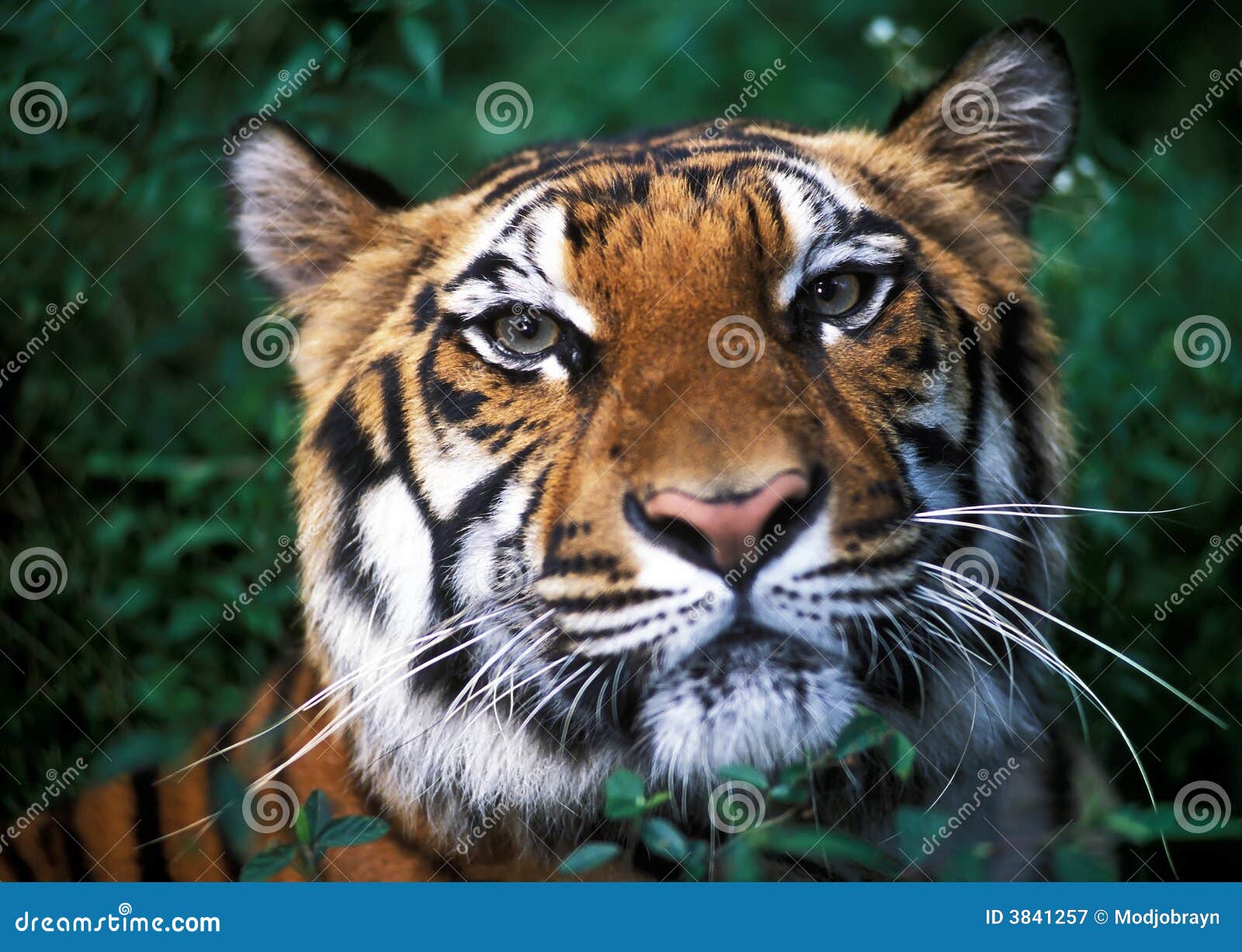 Tigre de Bengala imagen de archivo. Imagen de indio, grande - 3841257