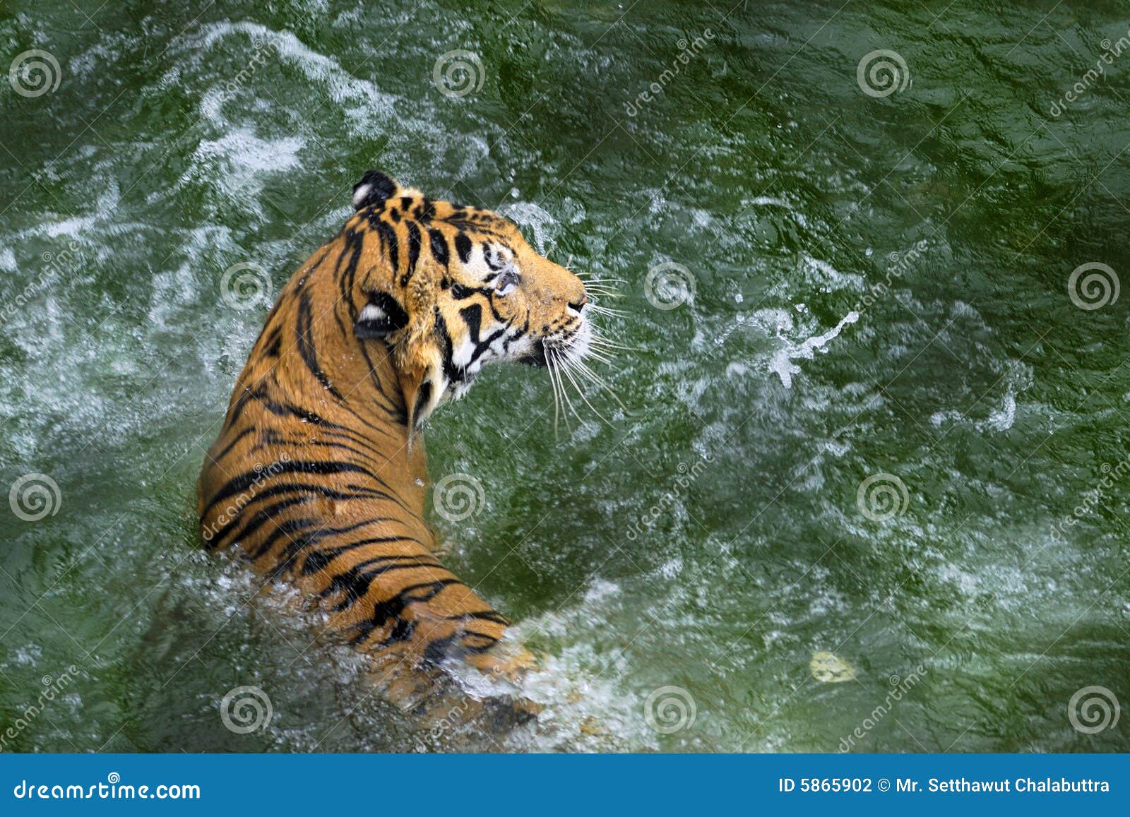 Tigre de Bengala foto de archivo. Imagen de subespecie - 5865902