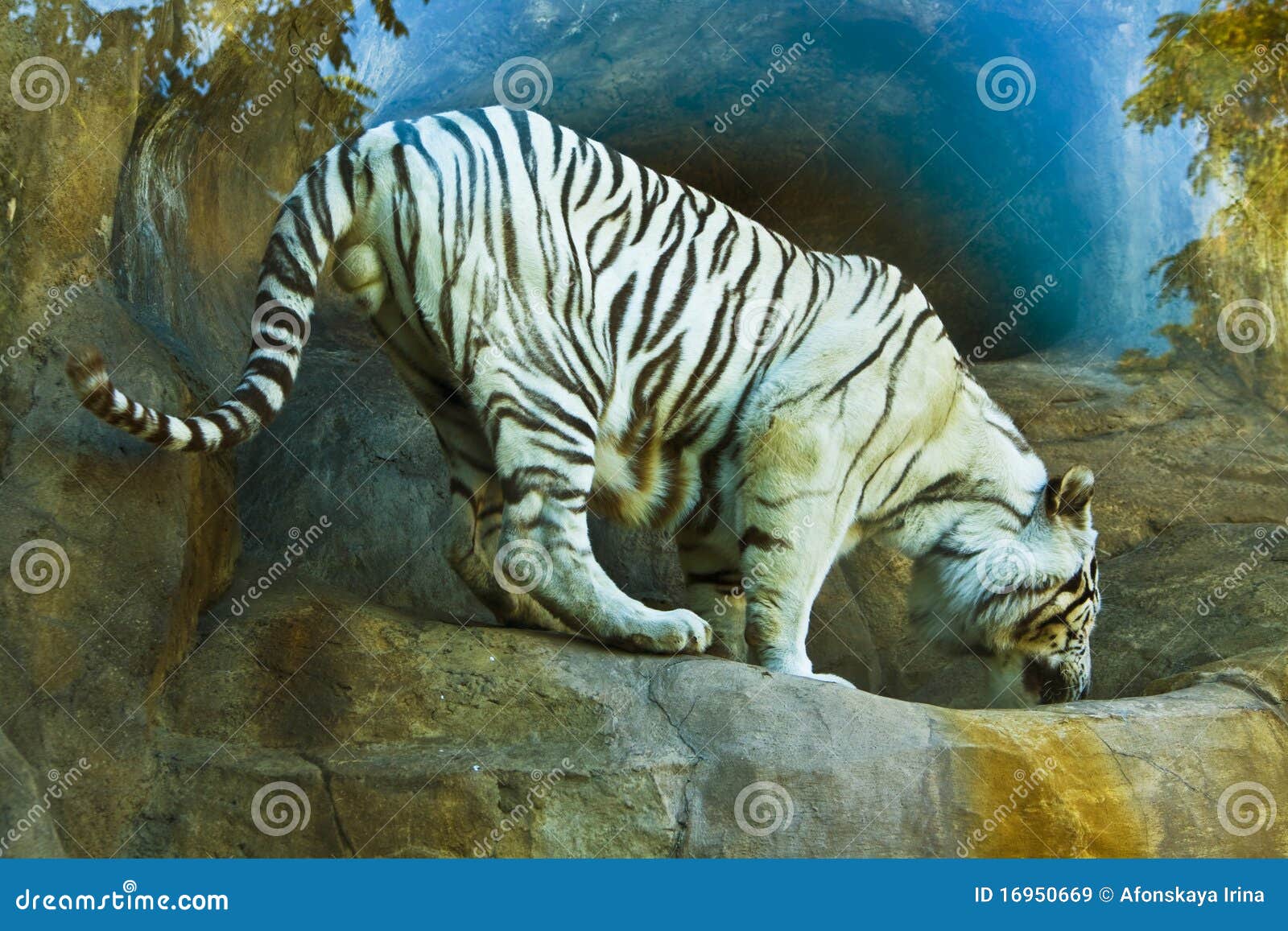 Tigre De Bengala Blanco Imágenes de archivo libres de regalías - Imagen ...