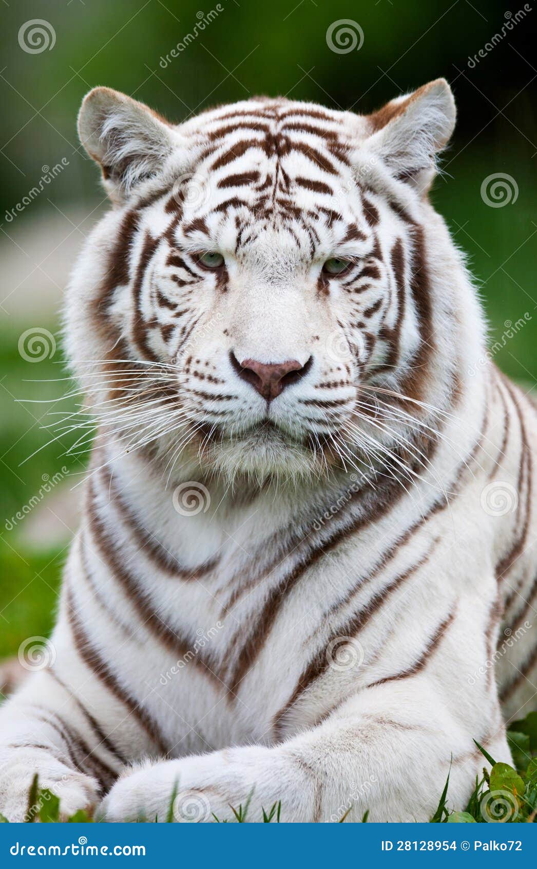 Tigre de Bengala blanco foto de archivo. Imagen de piel - 28128954 Tigre de Bengala blanco foto de archivo. Imagen de piel - 28128954