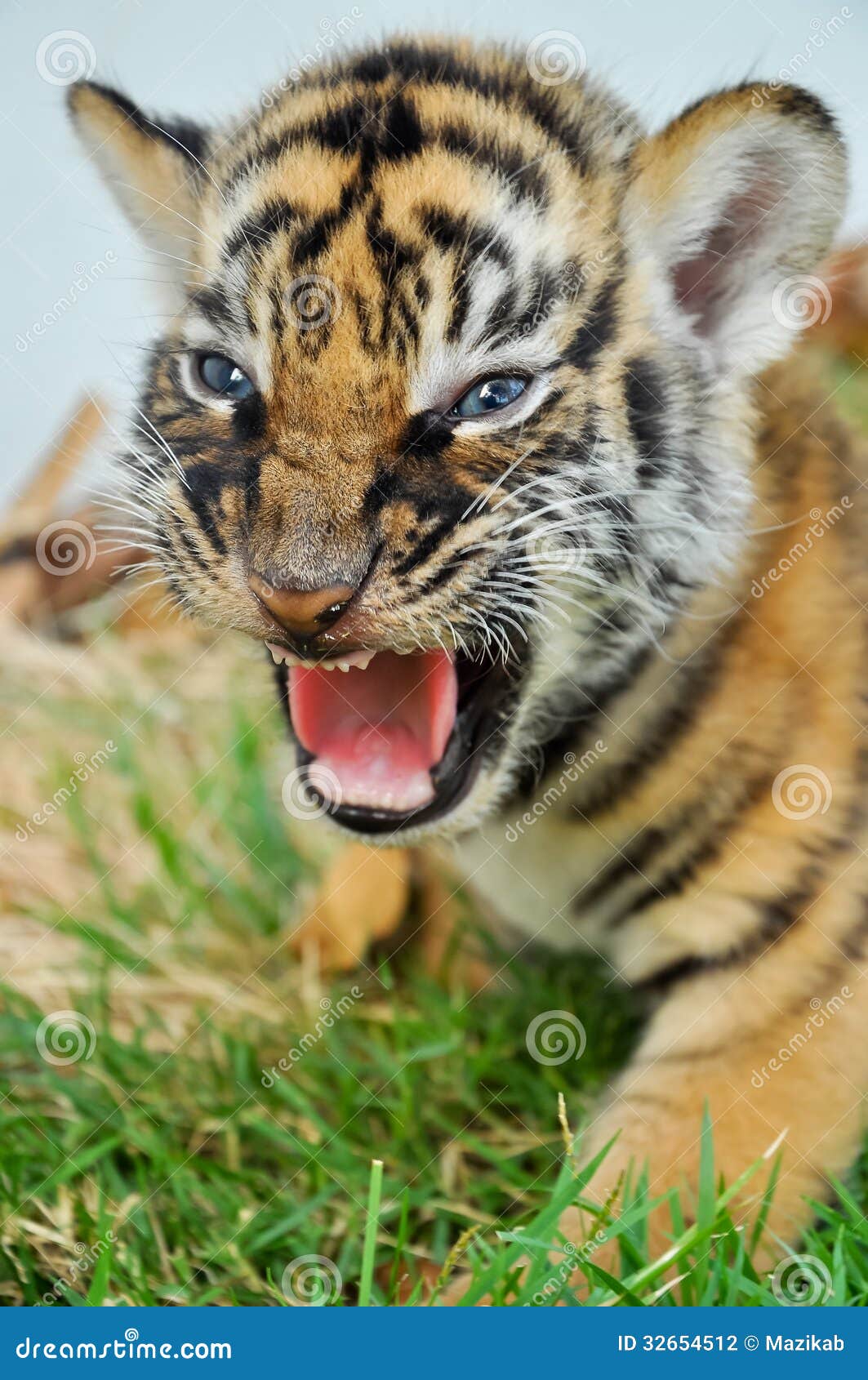 Tigre De Bengala Bebe
