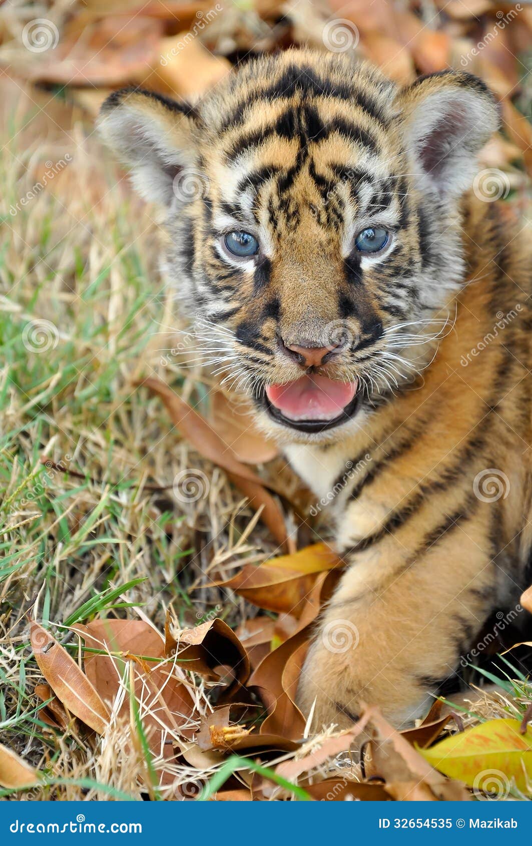 Tigre de Bengala del bebé imagen de archivo. Imagen de enojado - 32654535