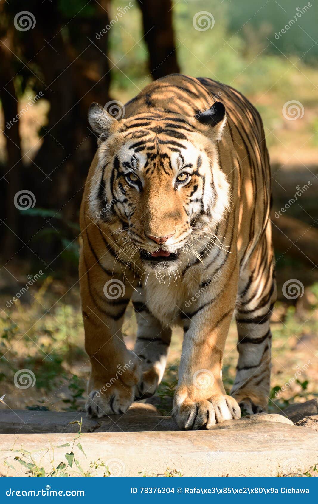 Tigre de Bengala del indio foto de archivo. Imagen de ojos - 78376304