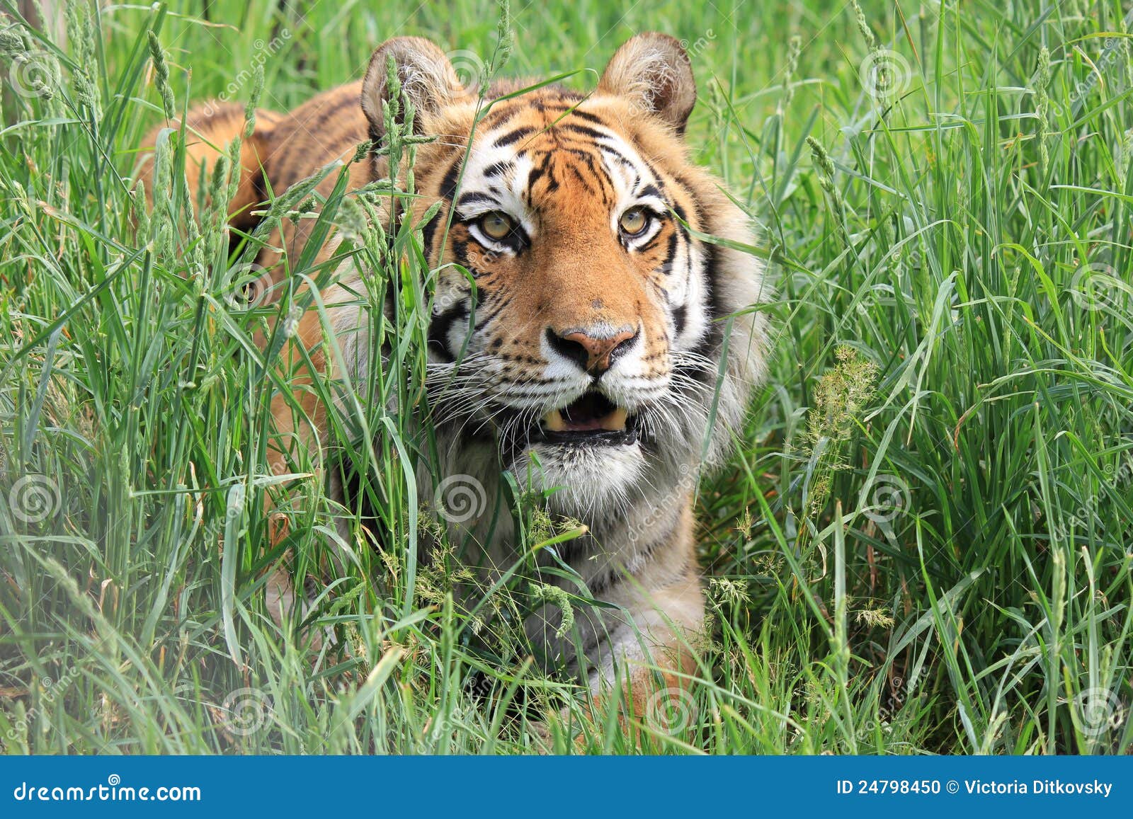 Tigre de Bengala en hierba foto de archivo. Imagen de safari - 24798450