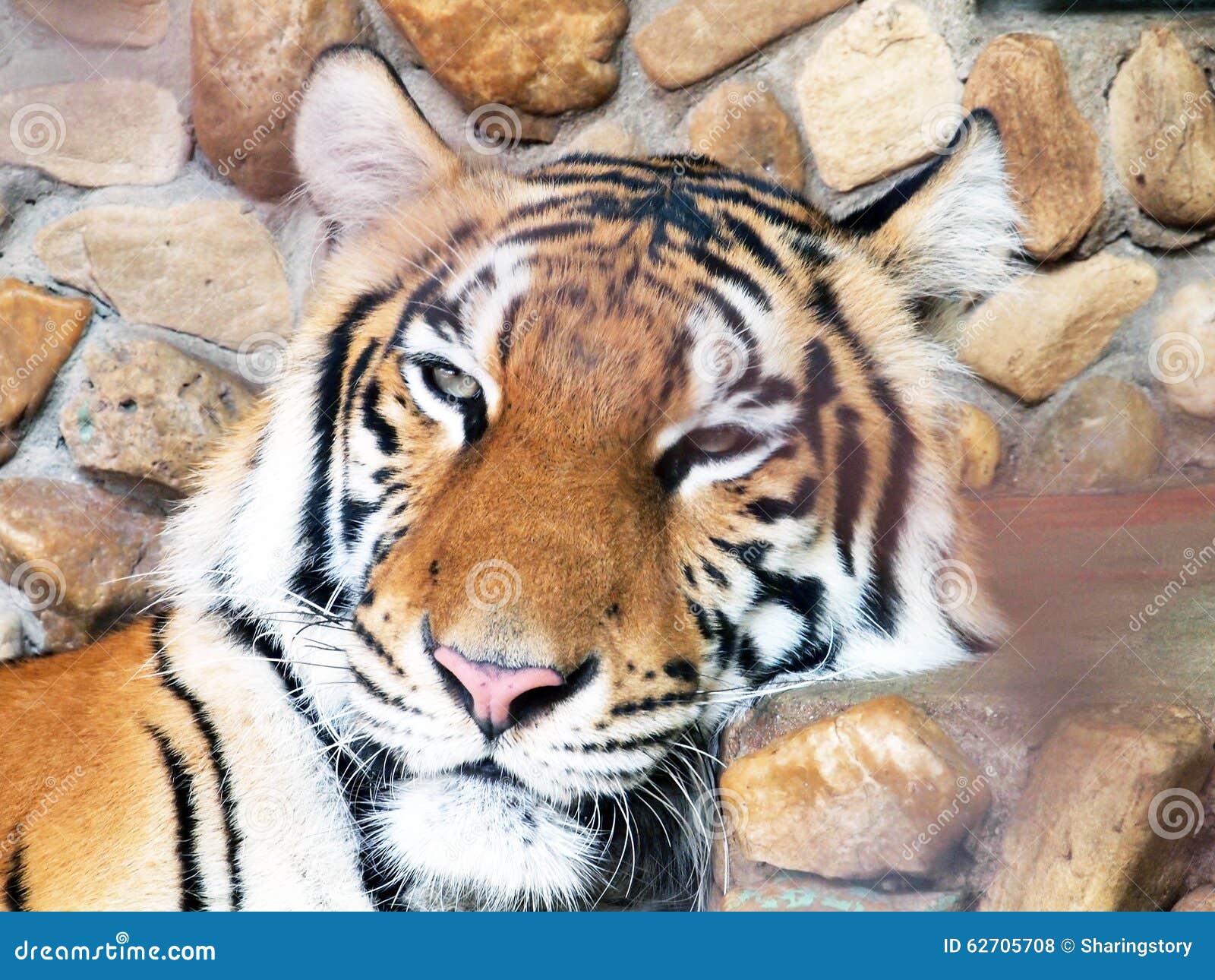 Tigre de Bengala real foto de archivo. Imagen de animal - 62705708