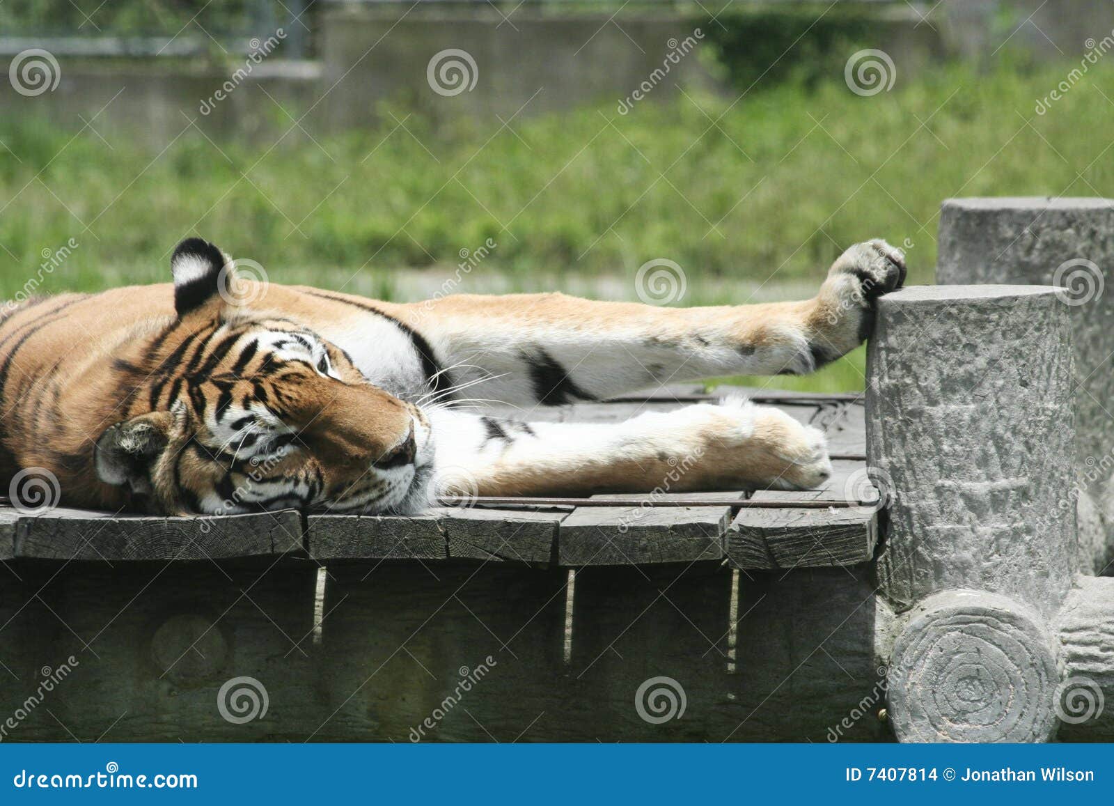 Tigre de descanso foto de stock. Imagem de listras, animal - 7407814