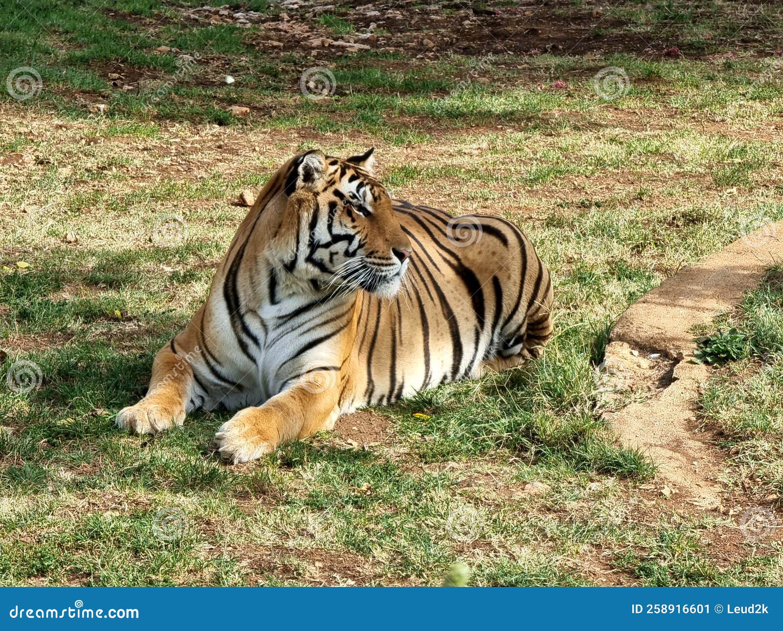 Tigre de gato grande imagen de archivo. Imagen de sabana - 258916601