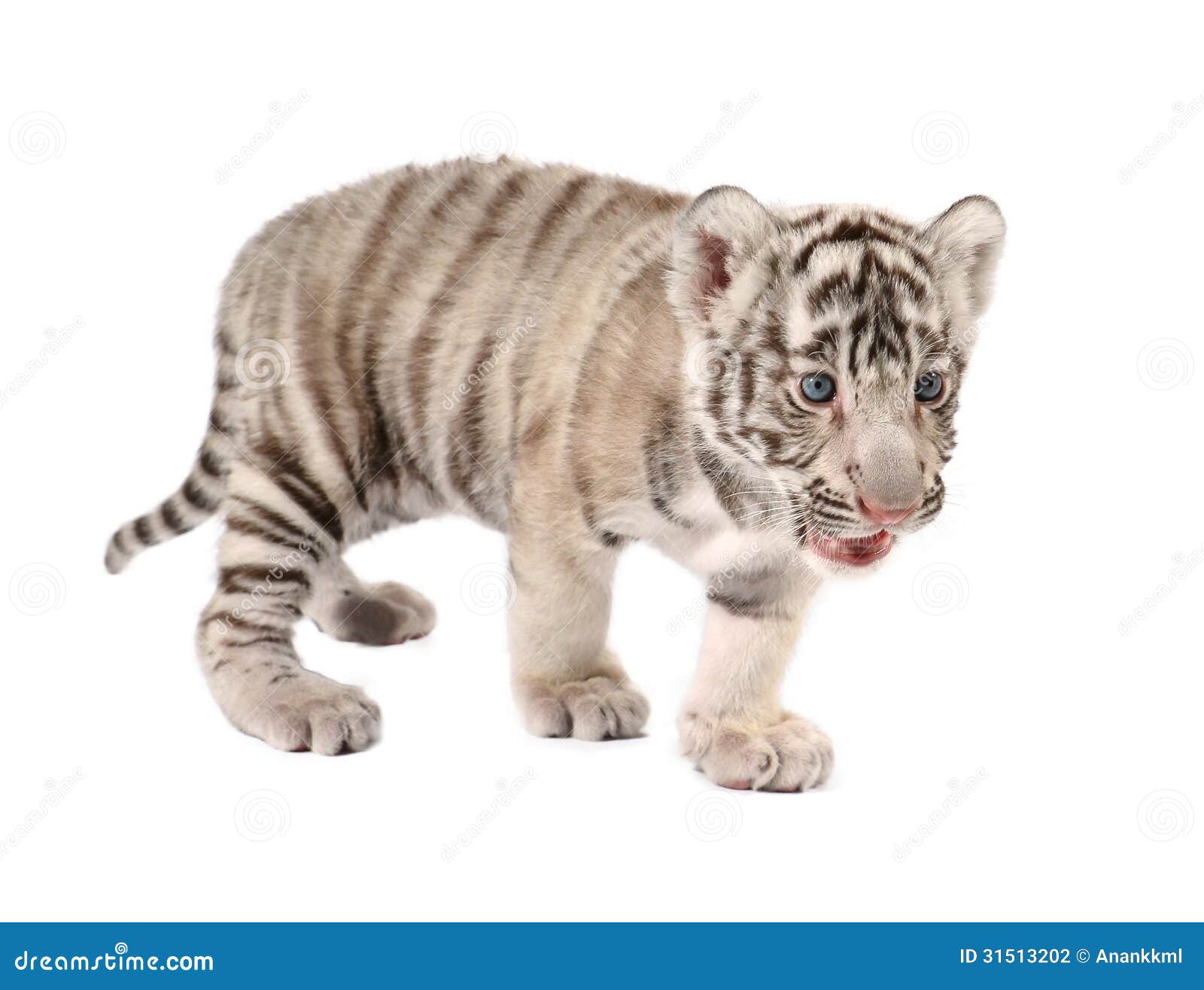 Tigre del blanco del bebé foto de archivo. Imagen de bengala - 31513202