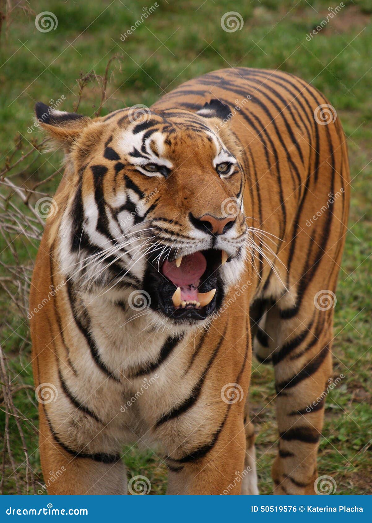 Tigre del rugido foto de archivo. Imagen de tigre, asustadizo - 50519576