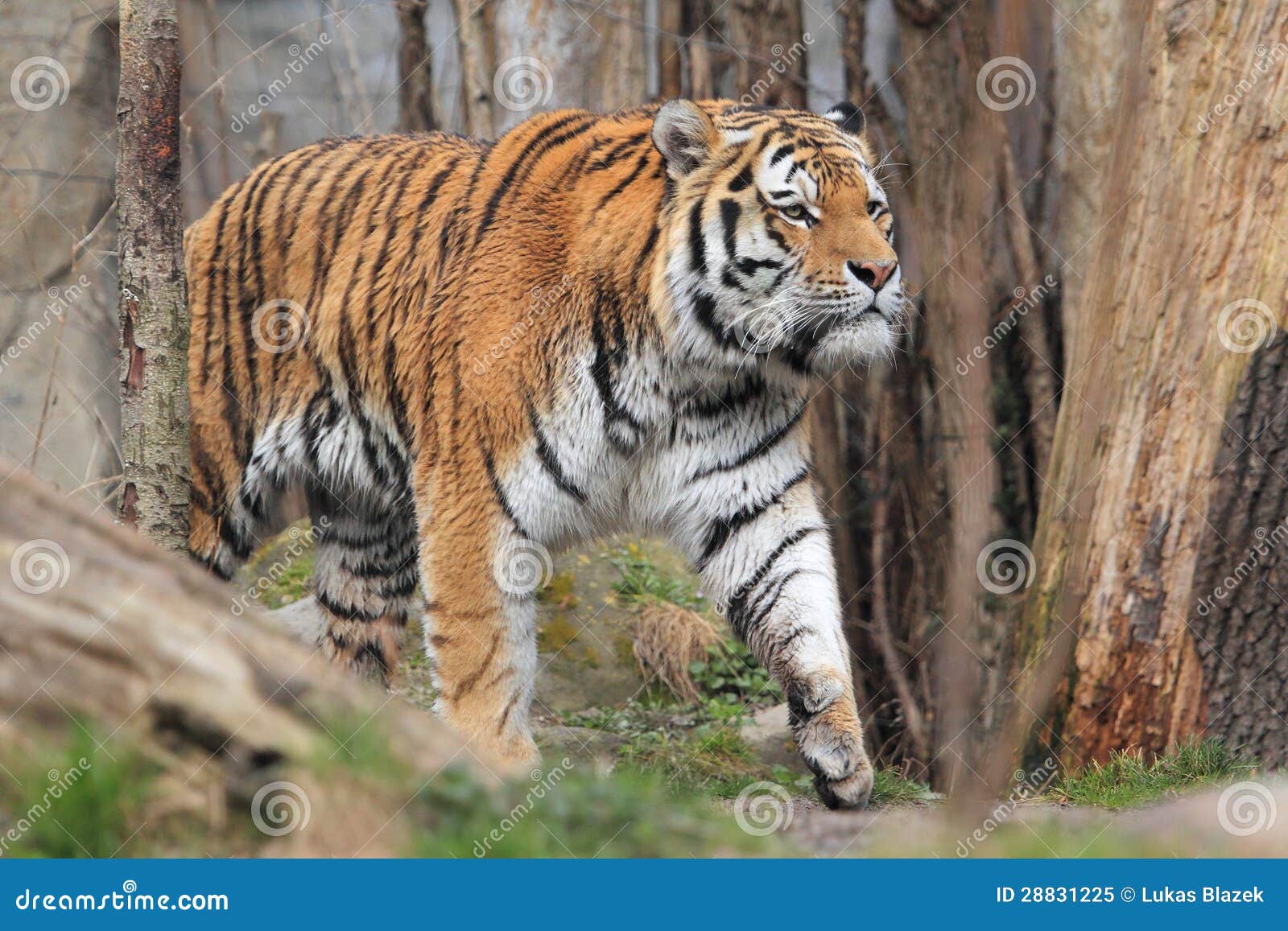 Tigre dell'Amur immagine stock. Immagine di foresta, animale - 28831225